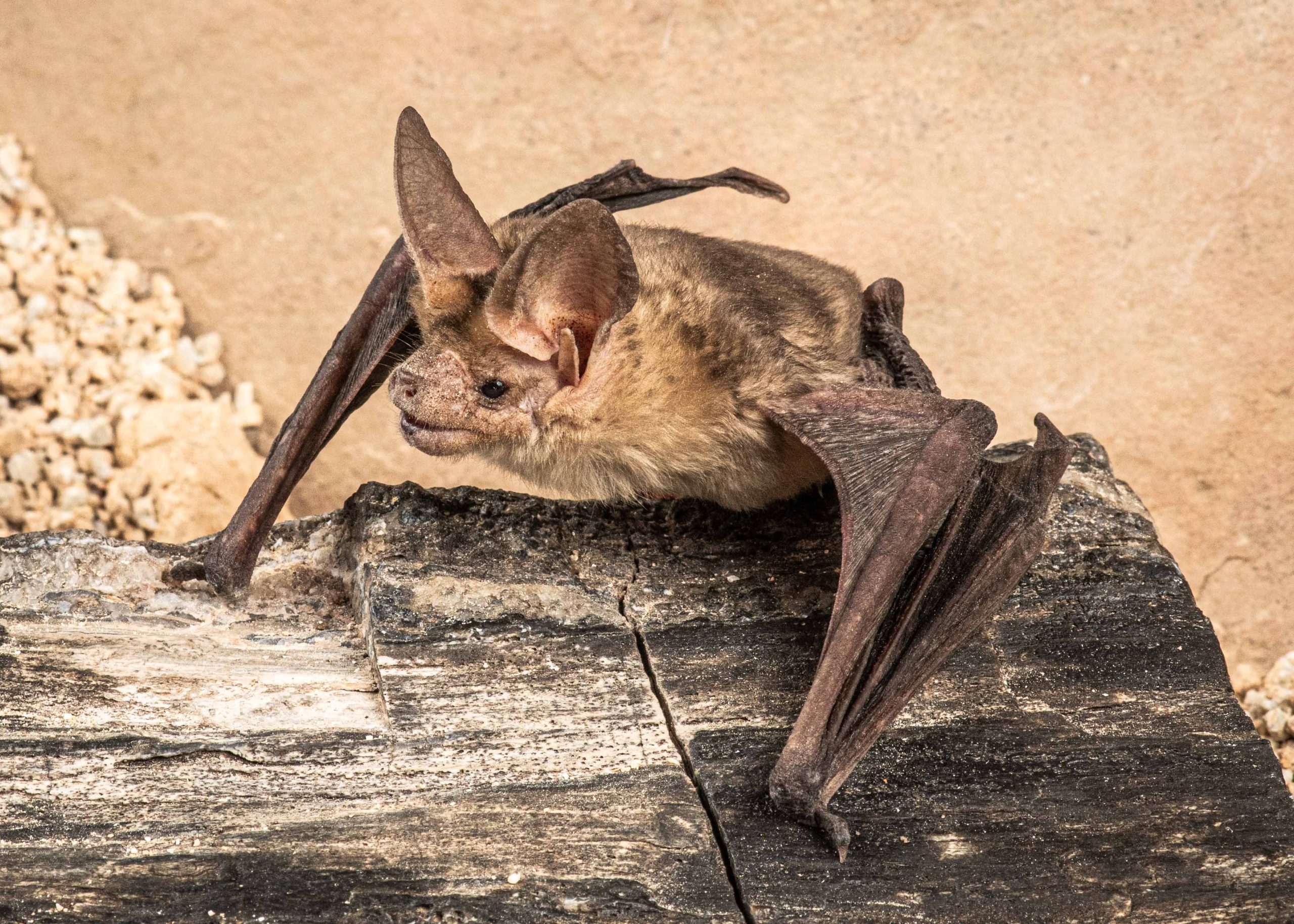 bat – Mammal Watching