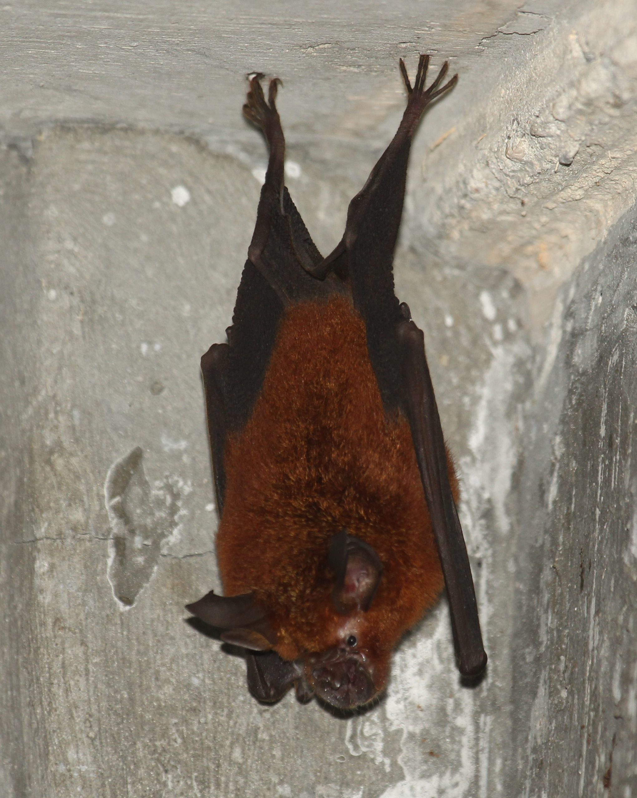 Borneo bat opinion request – Mammal Watching