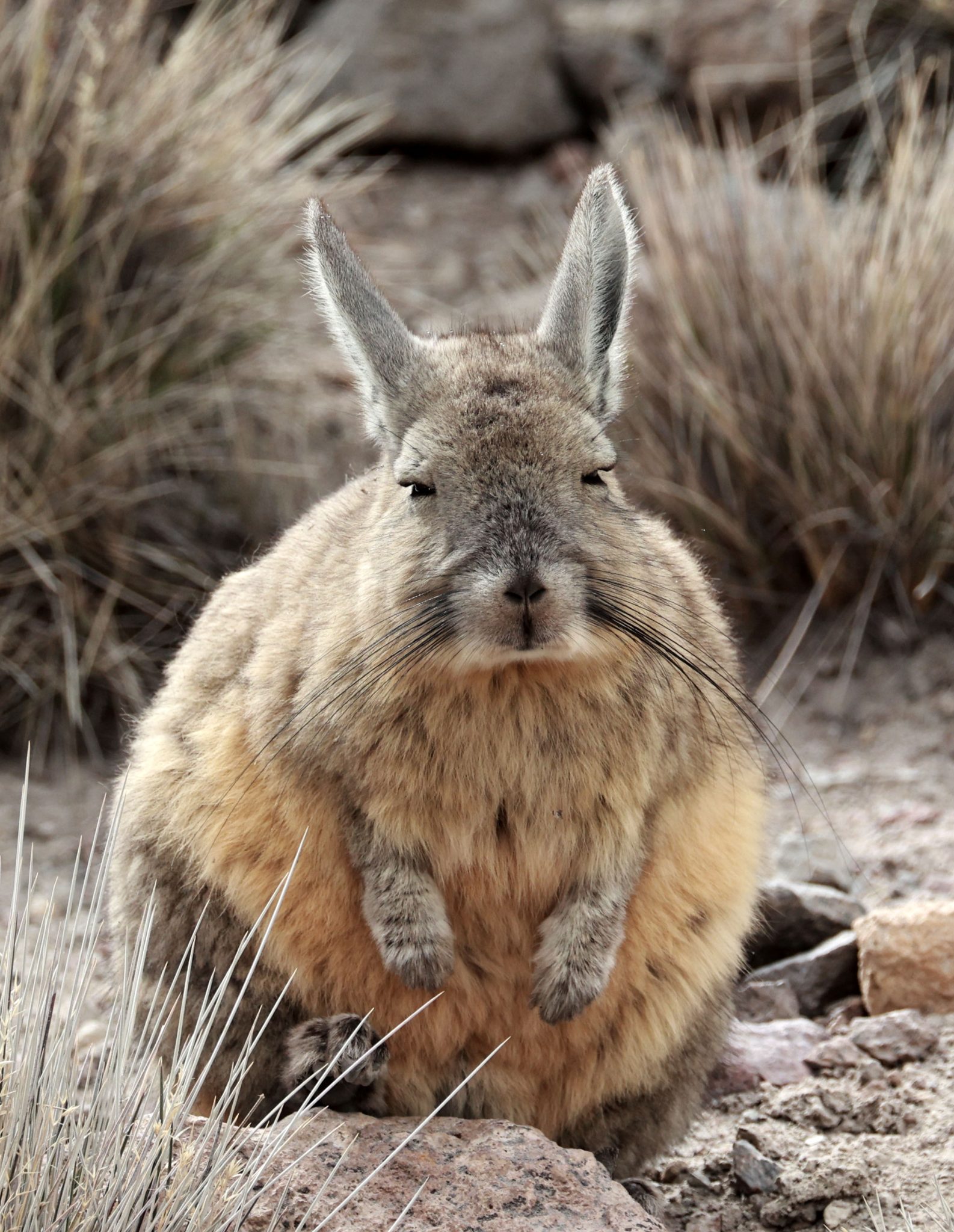 The Fauna of Chile’s Lauca National Park and the Arica Coastline ...