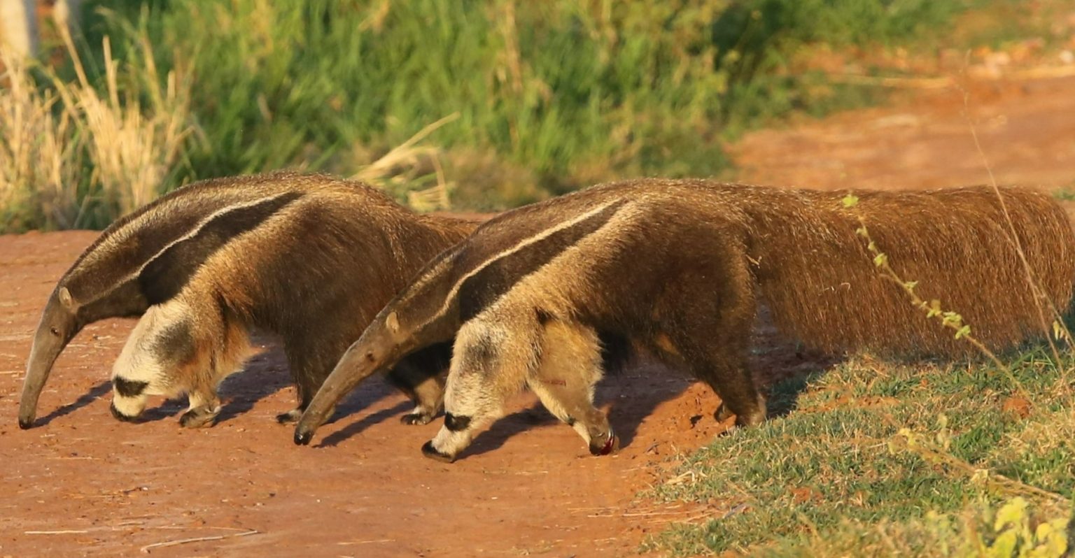 Giant Anteater: ‘Anti-predator mimicry’ – Mammal Watching