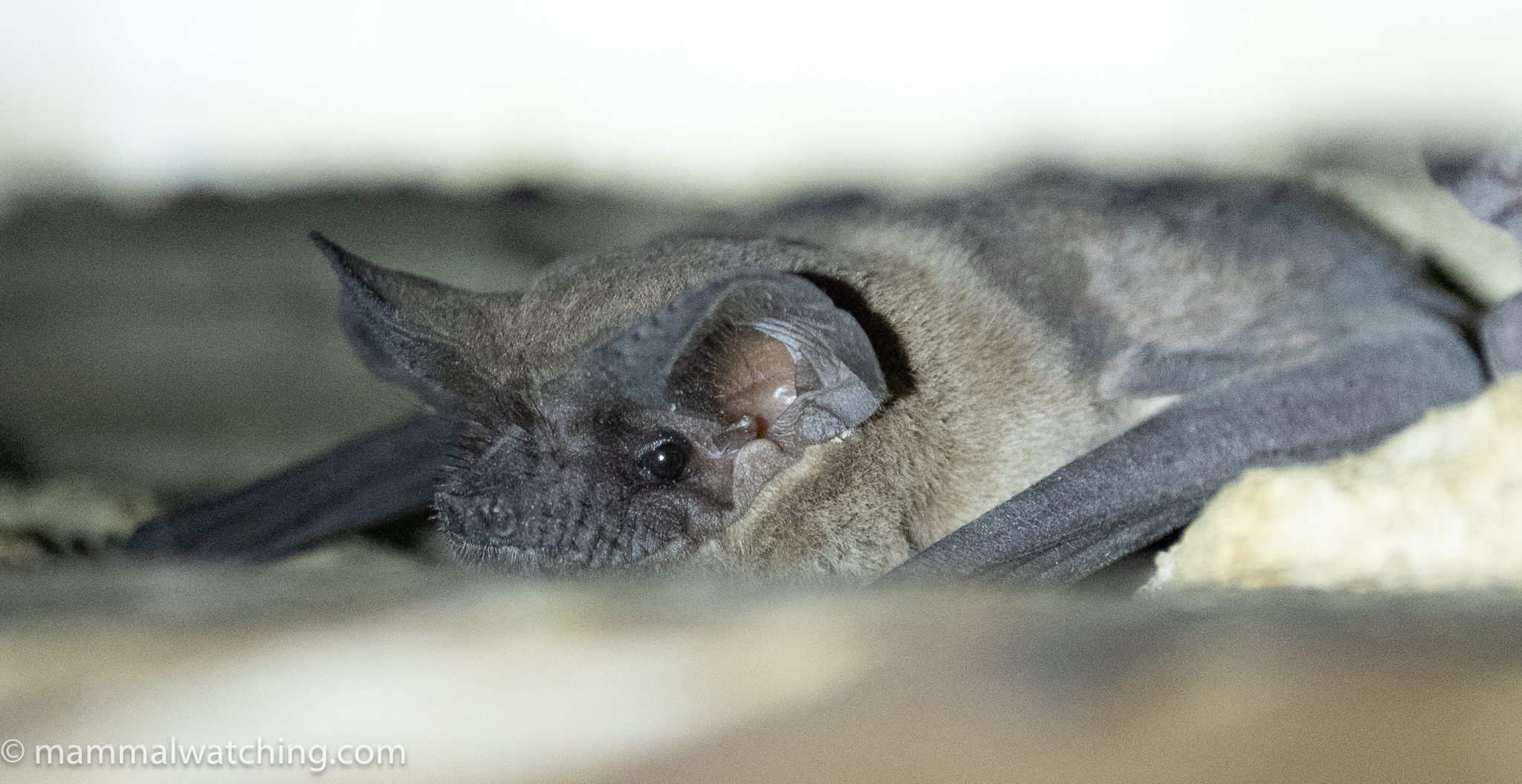 Buenos Aires Province, Argentina. December 2023 – Mammal Watching