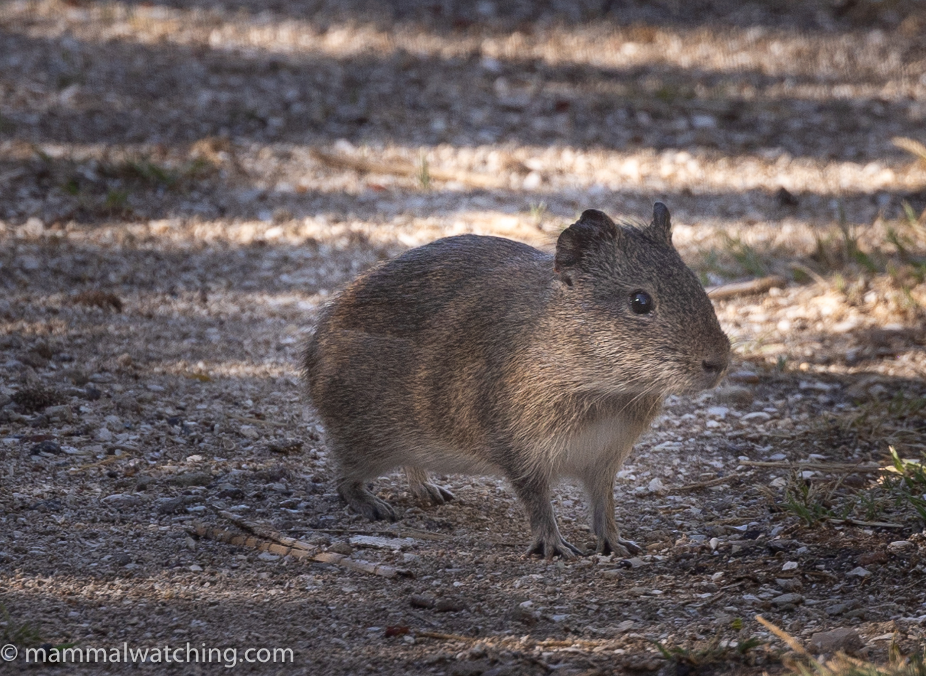 Argentina – Mammal Watching