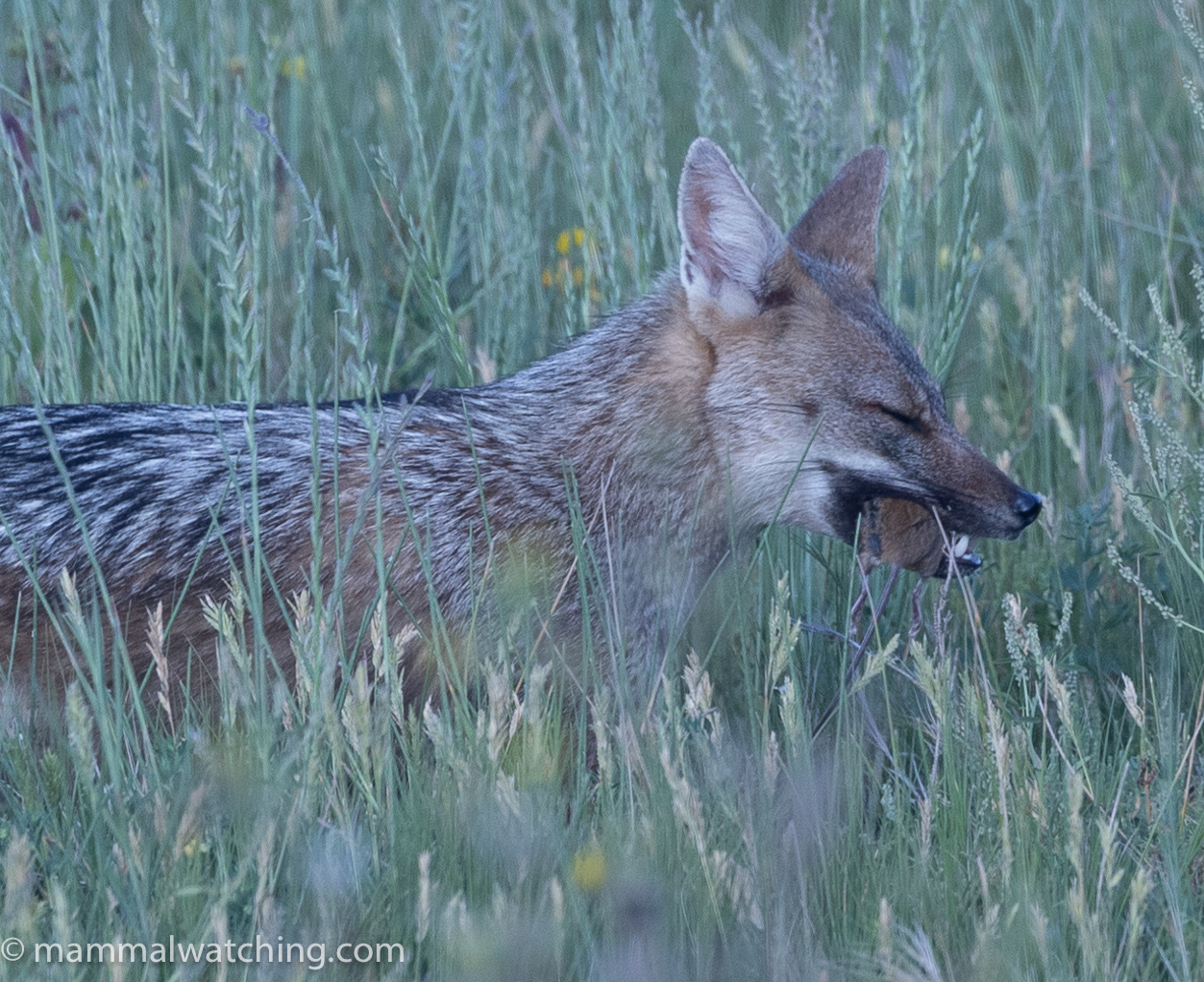 Buenos Aires Province, Argentina. December 2023 – Mammal Watching