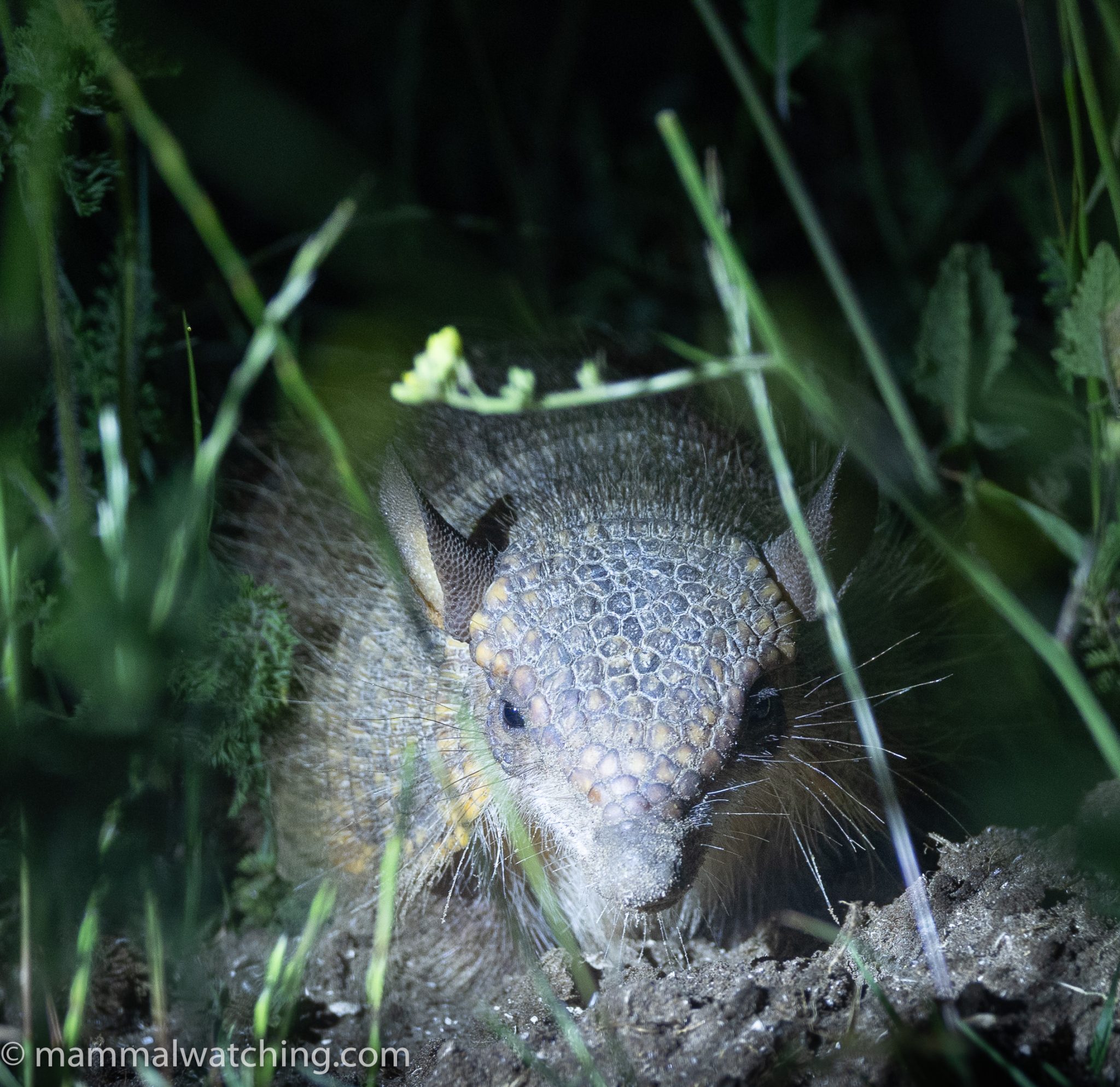 Argentina – Mammal Watching