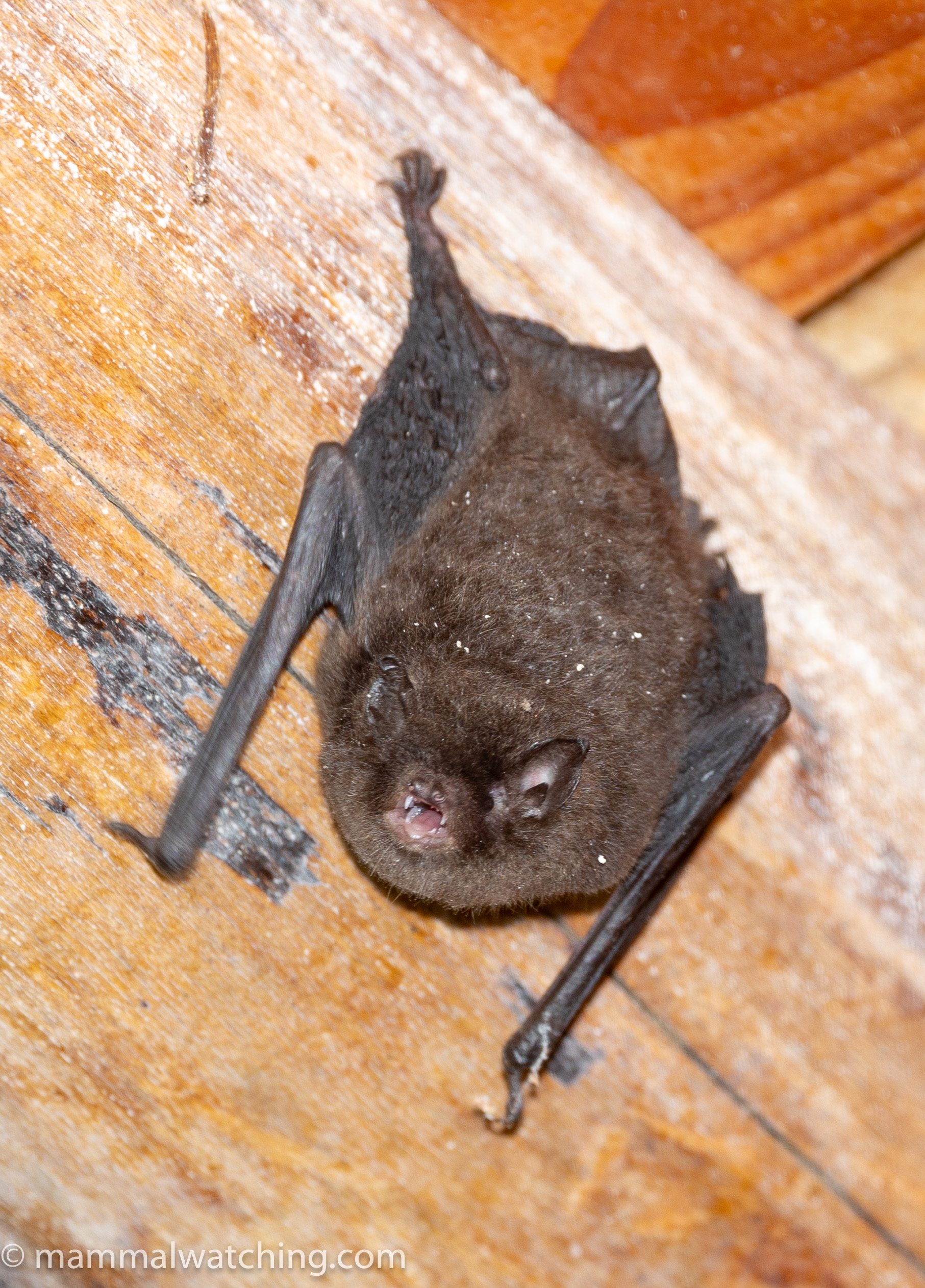 Parque Tepuhueico, Chiloe Island, Chile November 2023 – Mammal Watching