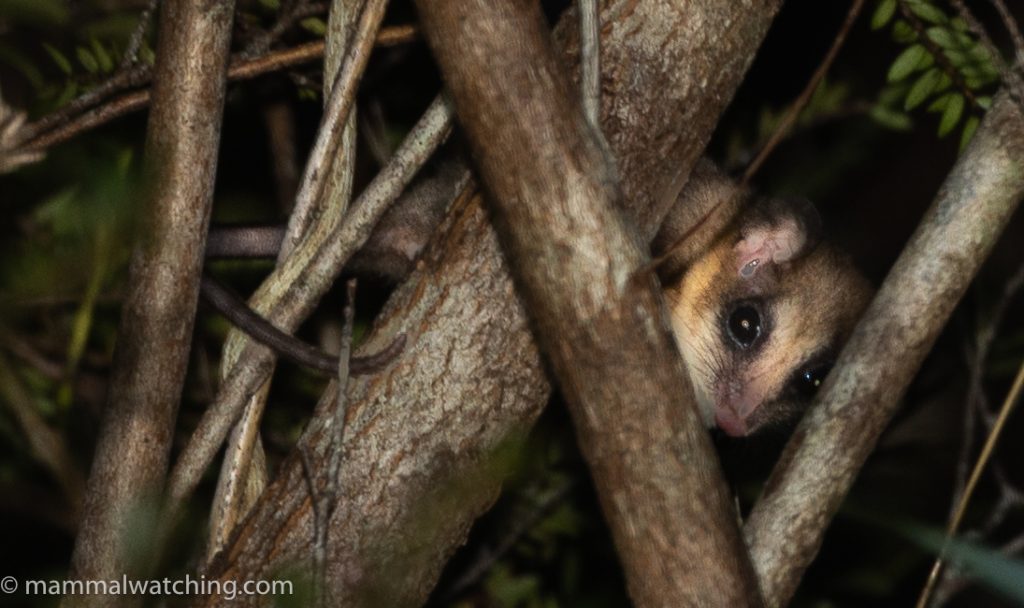 Parque Tepuhueico, Chiloe Island, Chile November 2023 – Mammal Watching