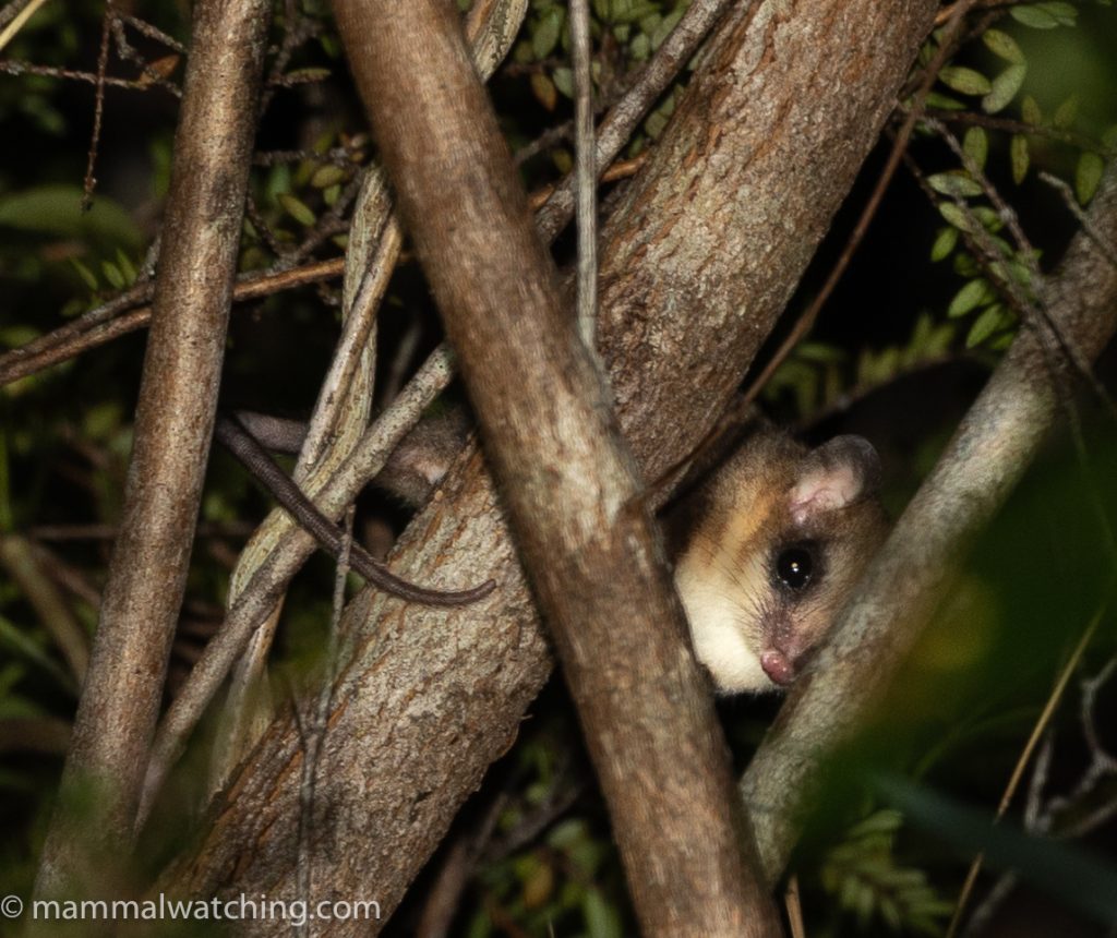 Chile – Mammal Watching
