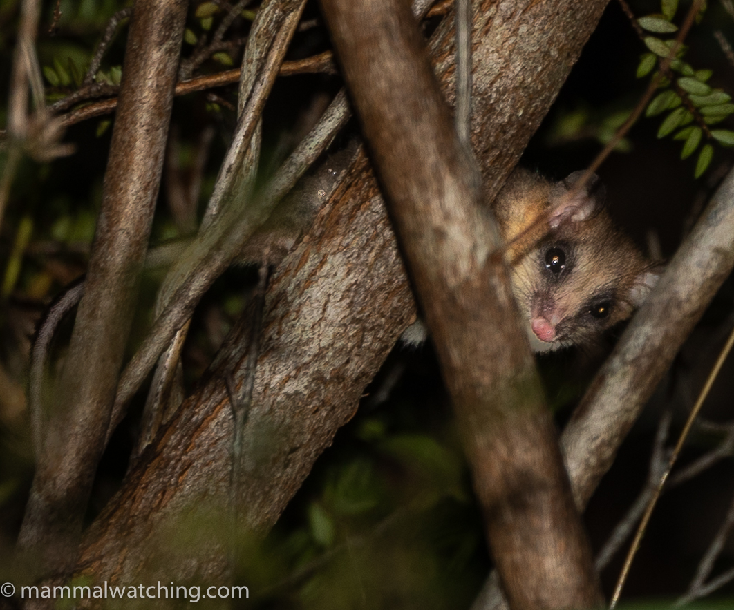 Parque Tepuhueico, Chiloe Island, Chile November 2023 – Mammal Watching