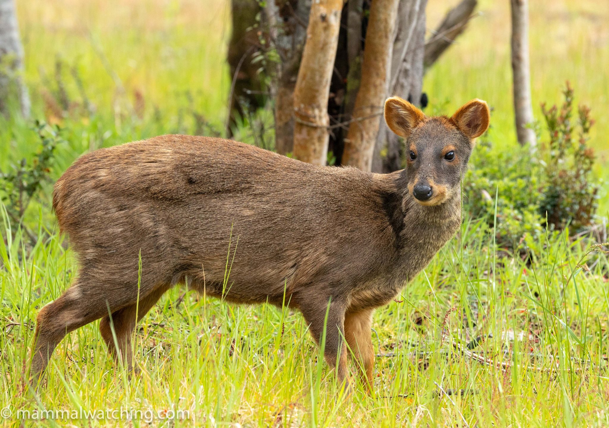 Parque Tepuhueico, Chiloe Island, Chile November 2023 – Mammal Watching