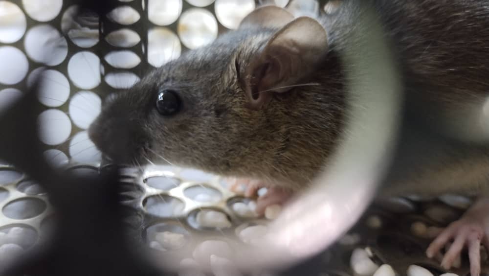 Rat in Bhutan – Mammal Watching