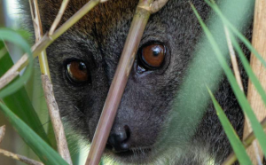 Lac Alaotra Bamboo Lemurs in Madagascar – Mammal Watching