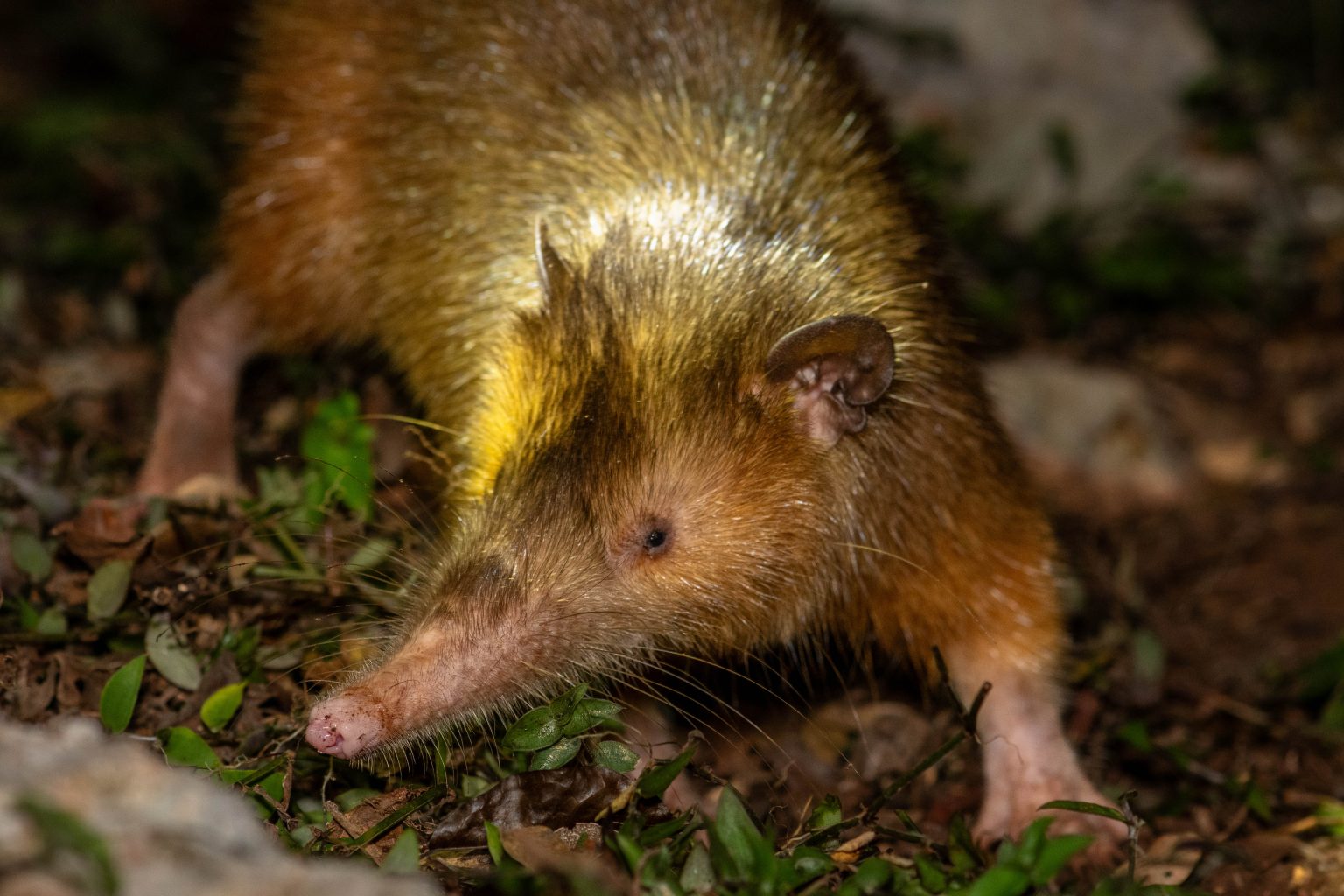 Dominican Republic – Mammal Watching