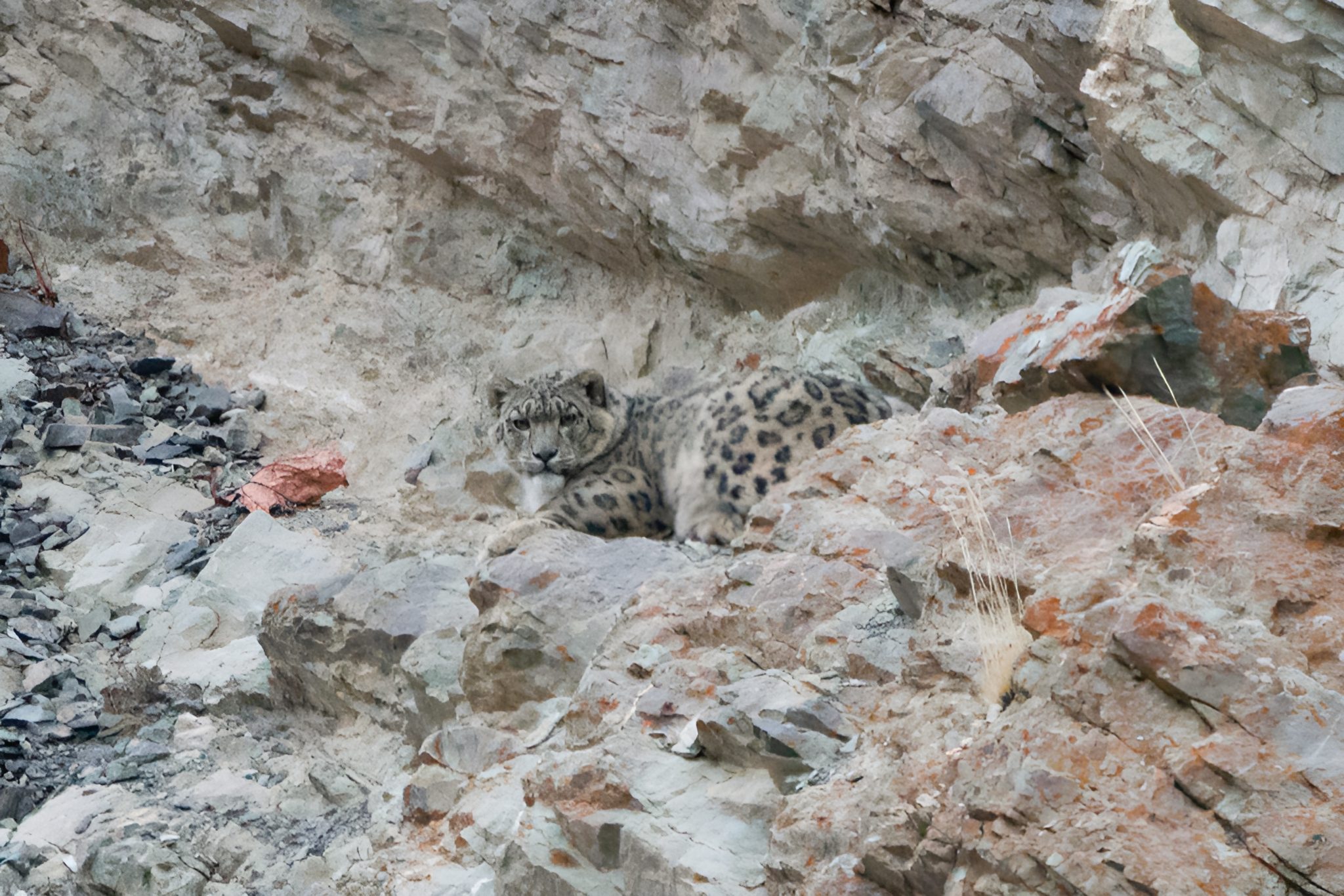 Ladakh Dec 2023 – Snow Leopard & Pallas’s Cats – Mammal Watching