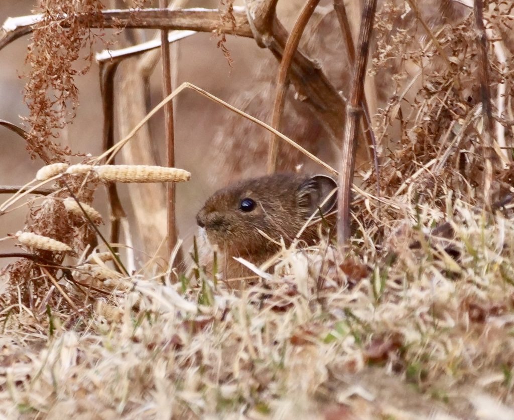 ID help on puzzling pikas – Mammal Watching