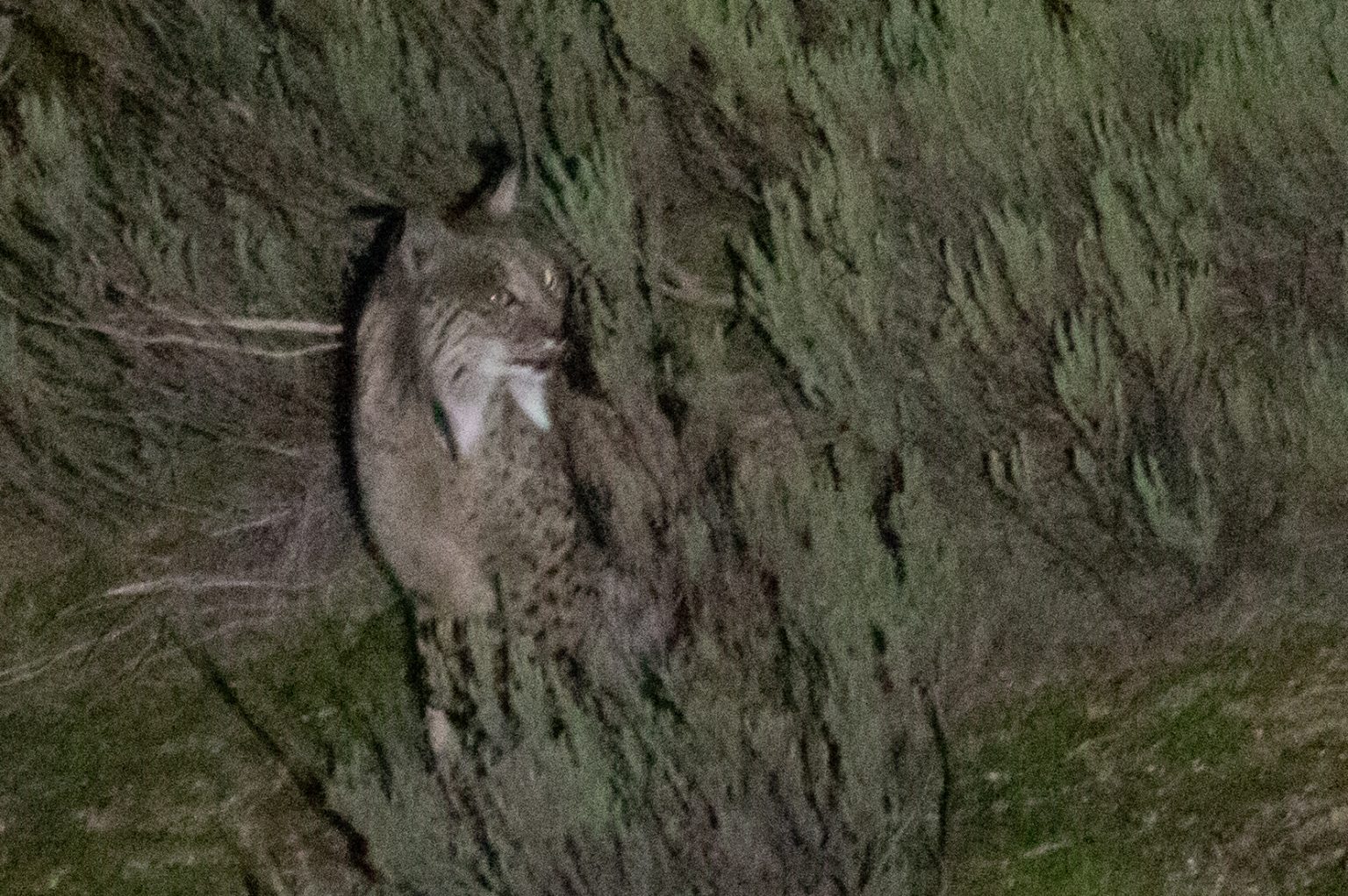 Iberian lynx in maps and charts, plus other mammal tips – Mammal Watching