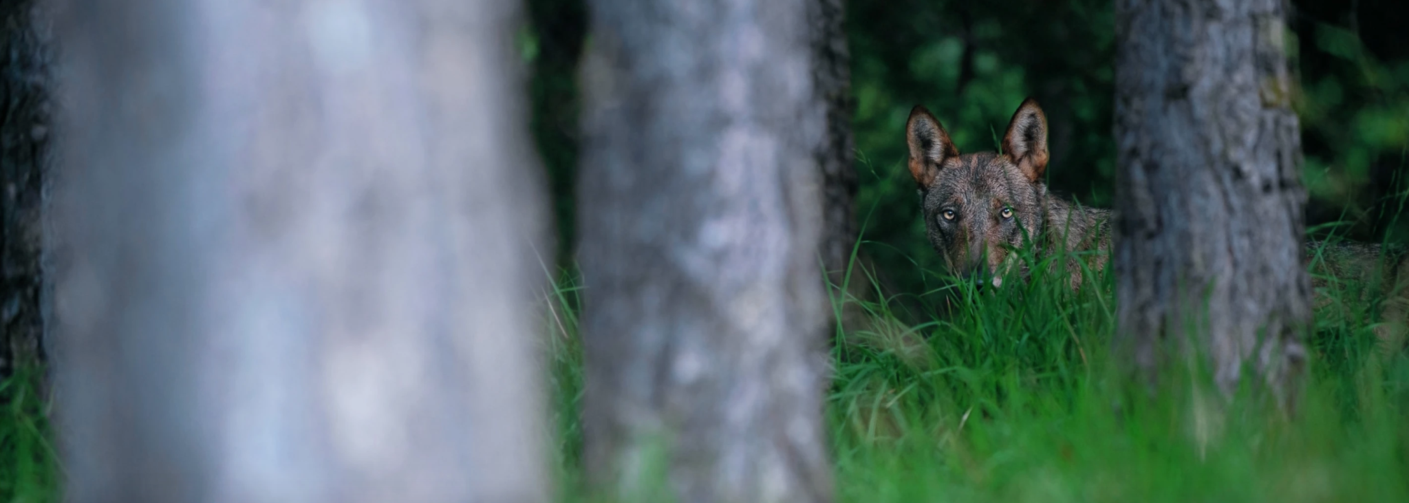 Italy’s Endemics – Apennine Wolf, Marsican Bear, Apennine Chamois and ...