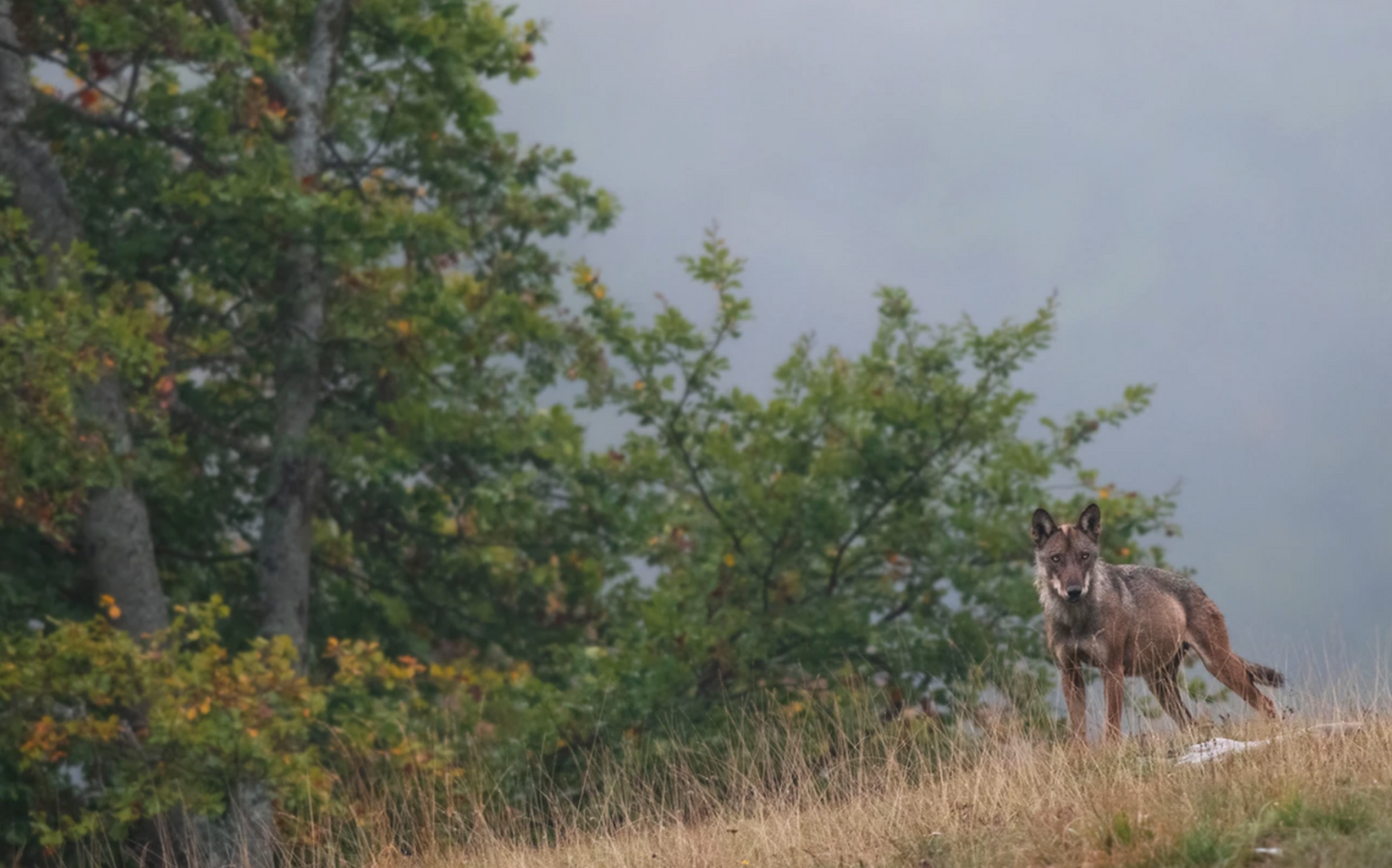 Italy’s Endemics – Apennine Wolf, Marsican Bear, Apennine Chamois and ...