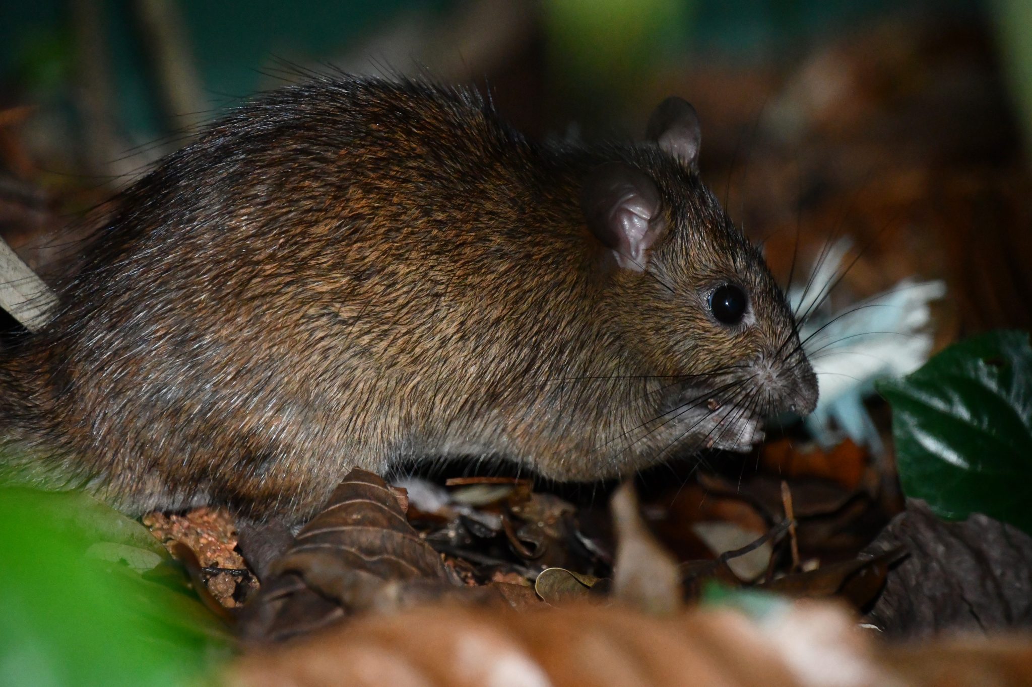 Rodent ID in Singapore (2024) – Mammal Watching