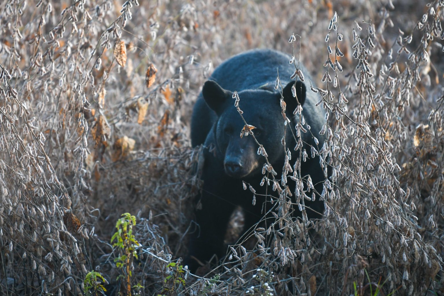 Alligator River NWR 2022 – Mammal Watching