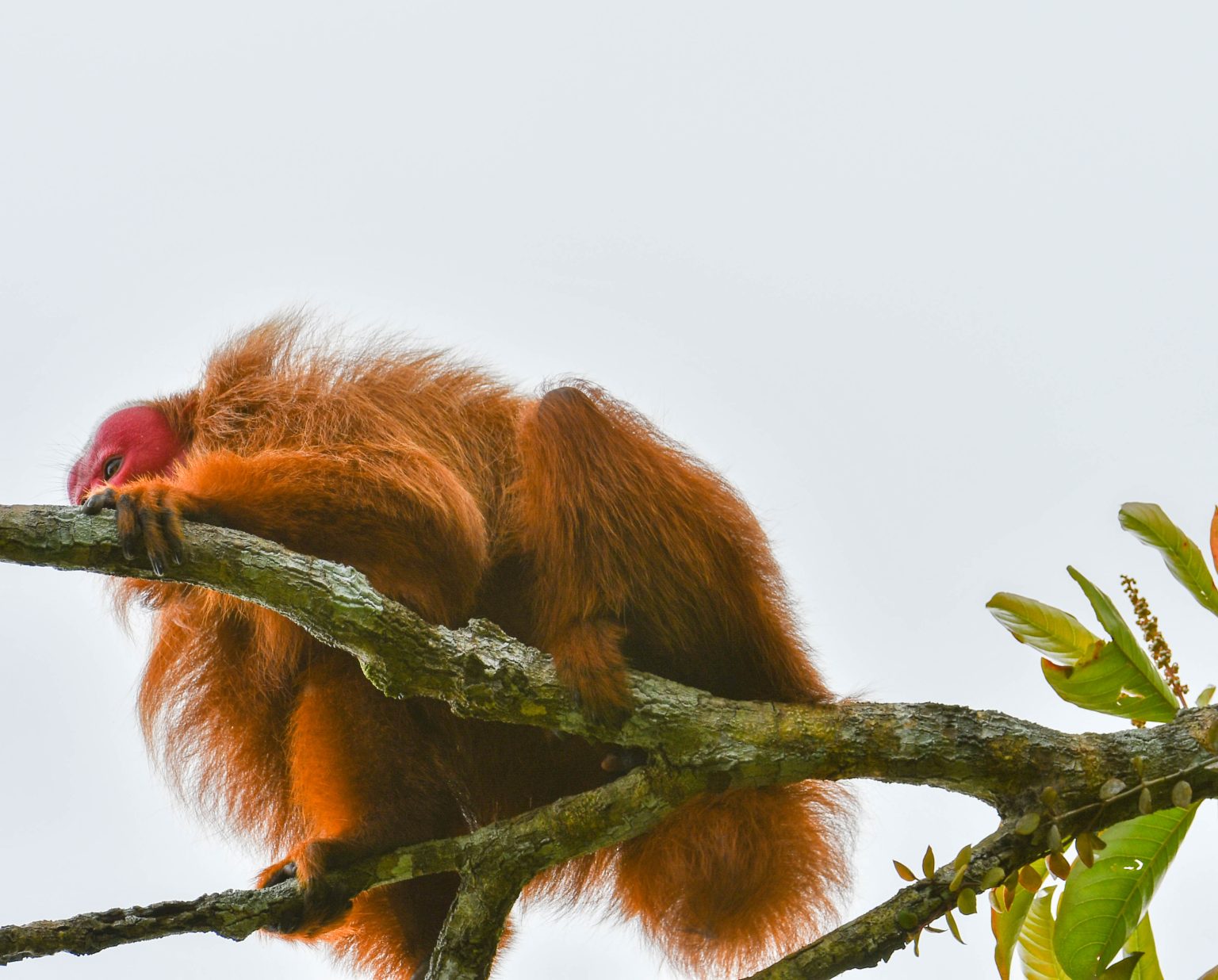 Peruvian Amazon–Iquitos 2021 – Mammal Watching