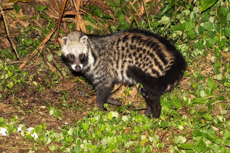 Trip Report – Gabon Wildlife Adventure & Ivindo Pre-tour Extension ...