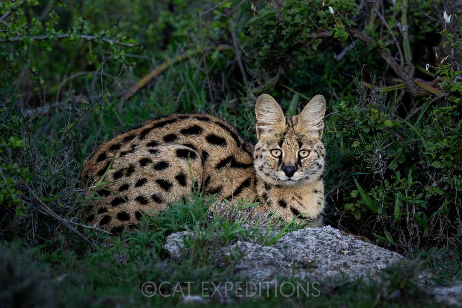 Serval and Caracal Photo Tour 2023 – Trip Report – Mammal Watching