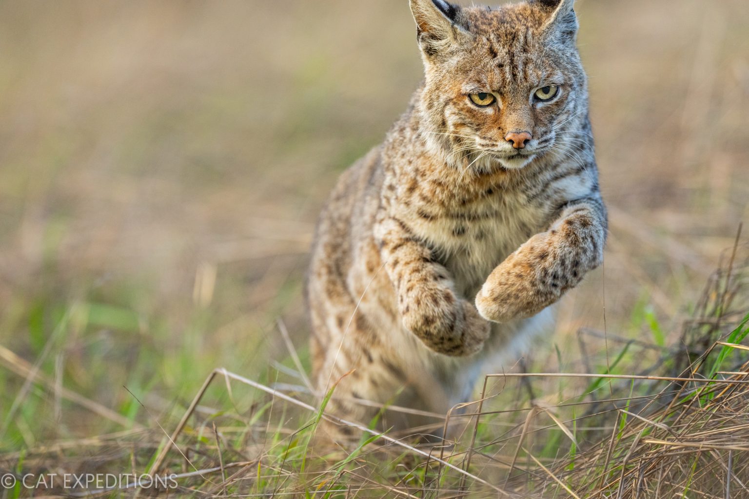 Bobcats in California 2023 – Trip Report – Mammal Watching