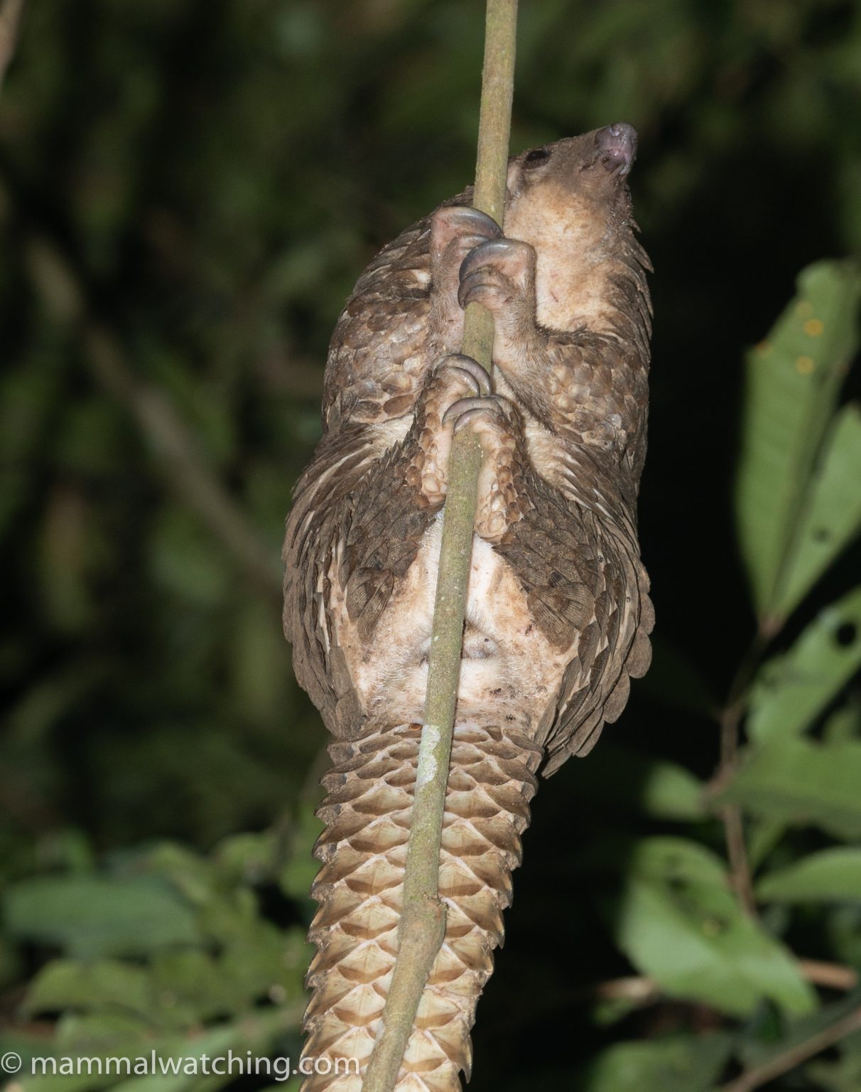 Cote D’Ivoire / Ivory Coast – Mammal Watching