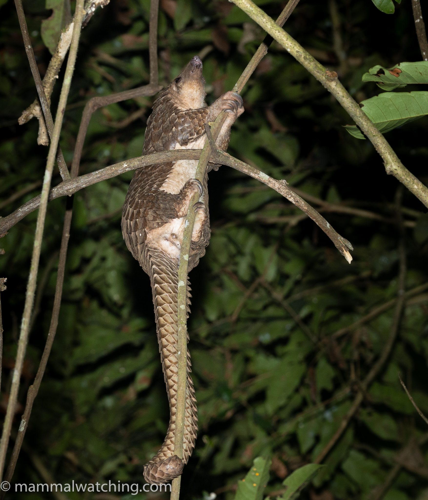 Tai National Park, Côte d’Ivoire, 2024 – Mammal Watching