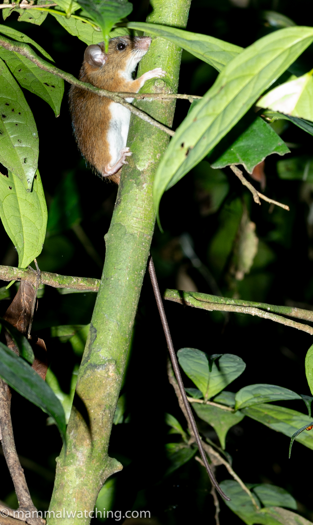 Tai National Park, Côte d’Ivoire, 2024 – Mammal Watching
