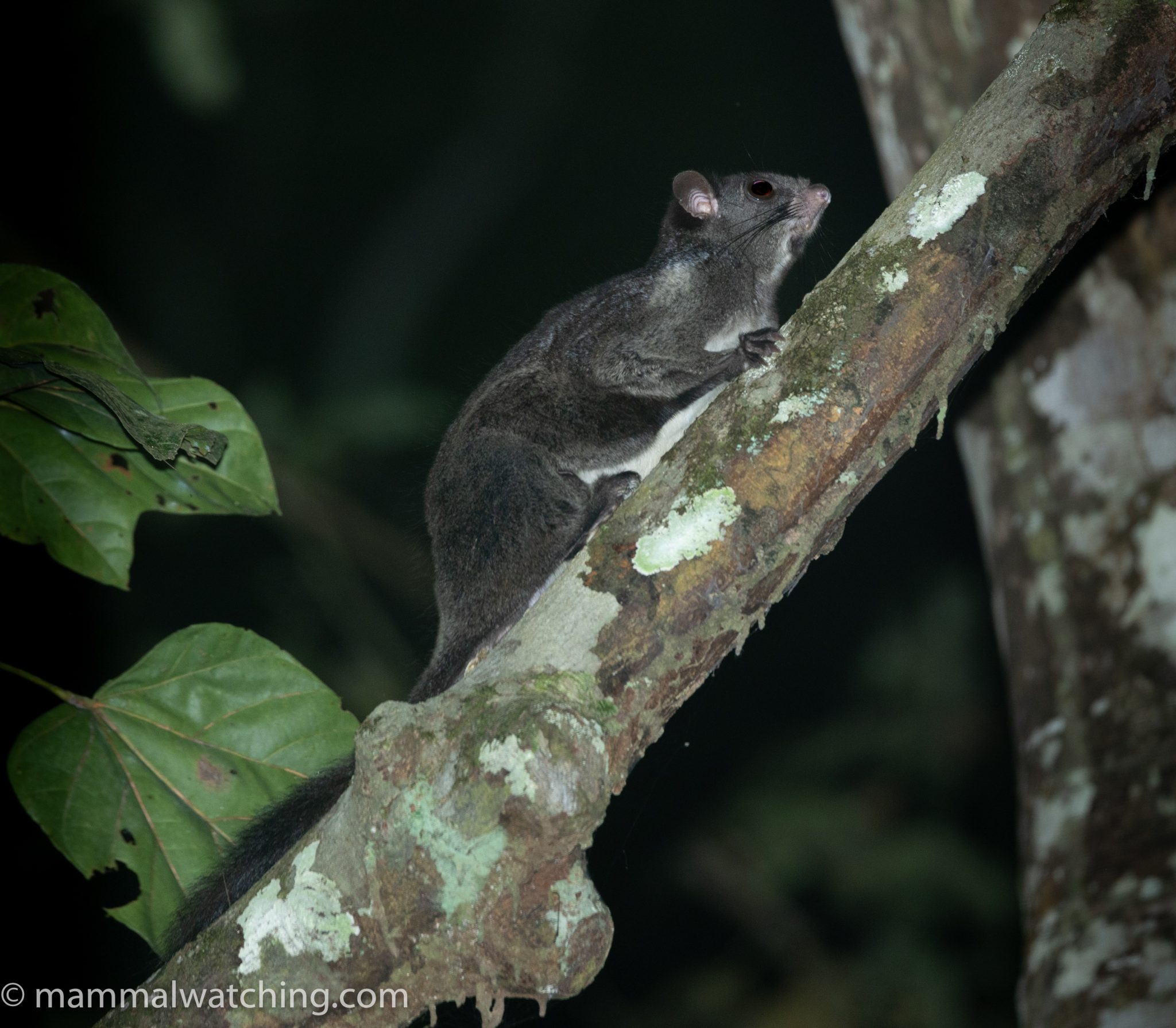 Tai National Park, Côte d’Ivoire, 2024 – Mammal Watching