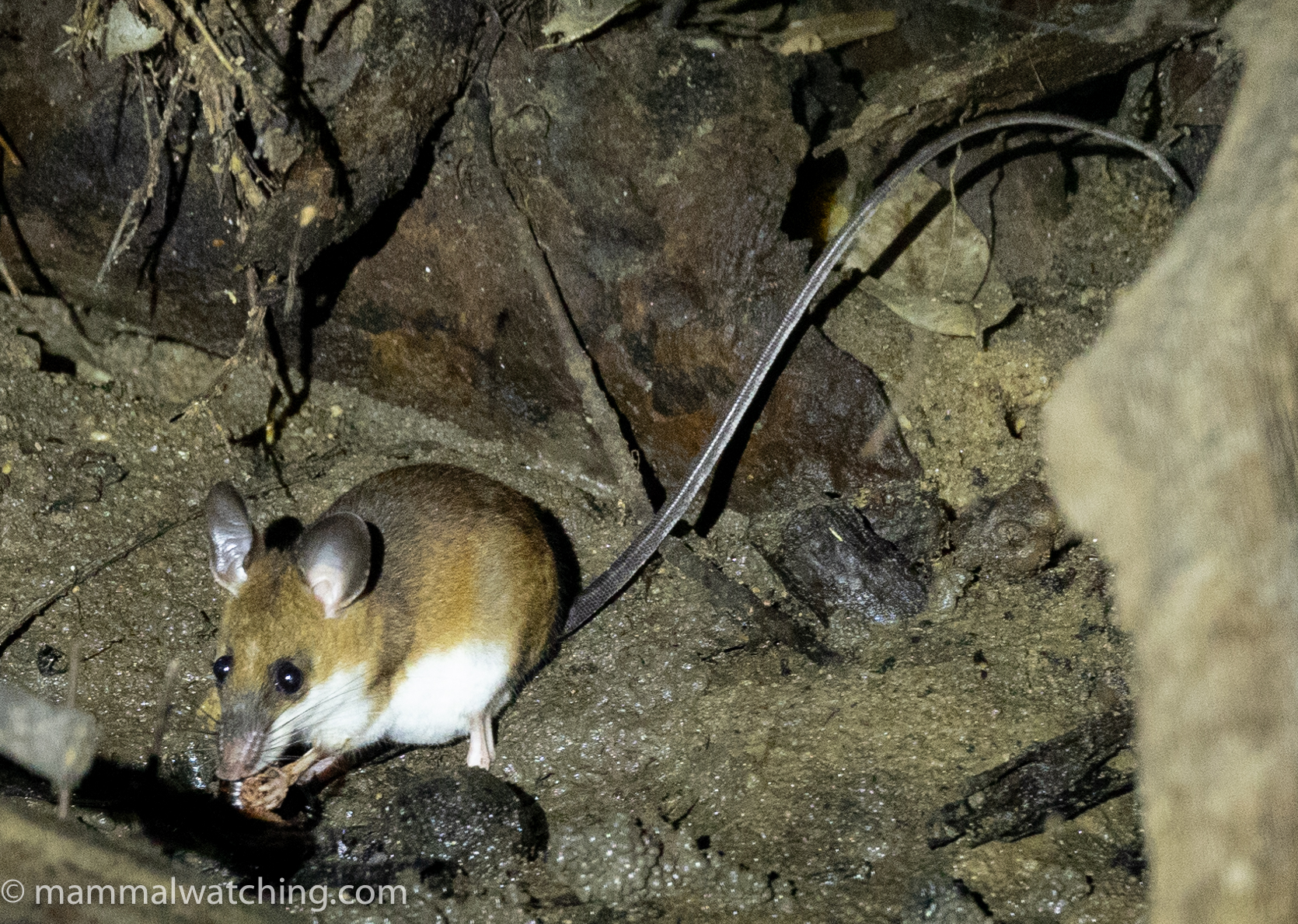 Tai National Park, Côte d’Ivoire, 2024 – Mammal Watching