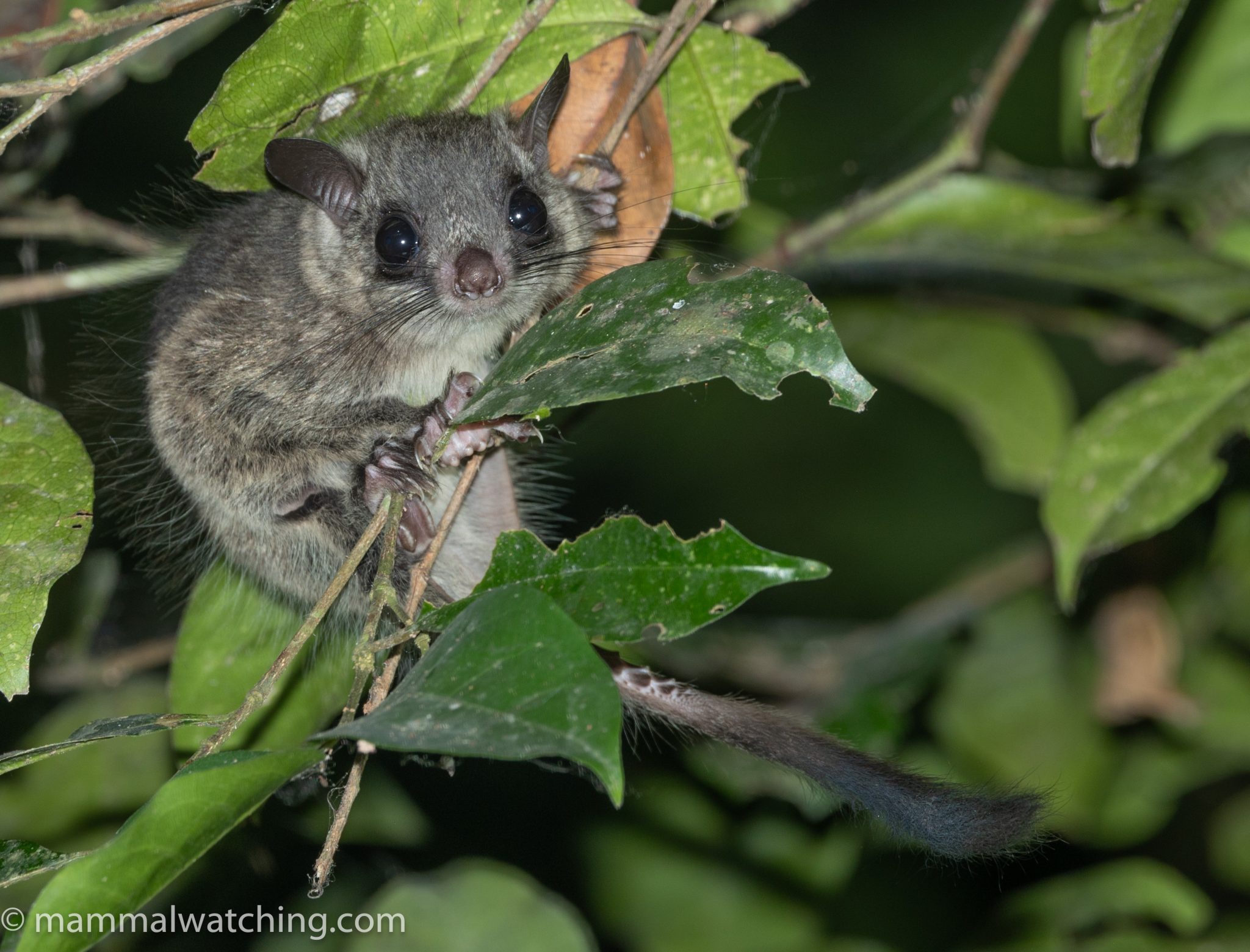 Tai National Park, Côte d’Ivoire, 2024 – Mammal Watching