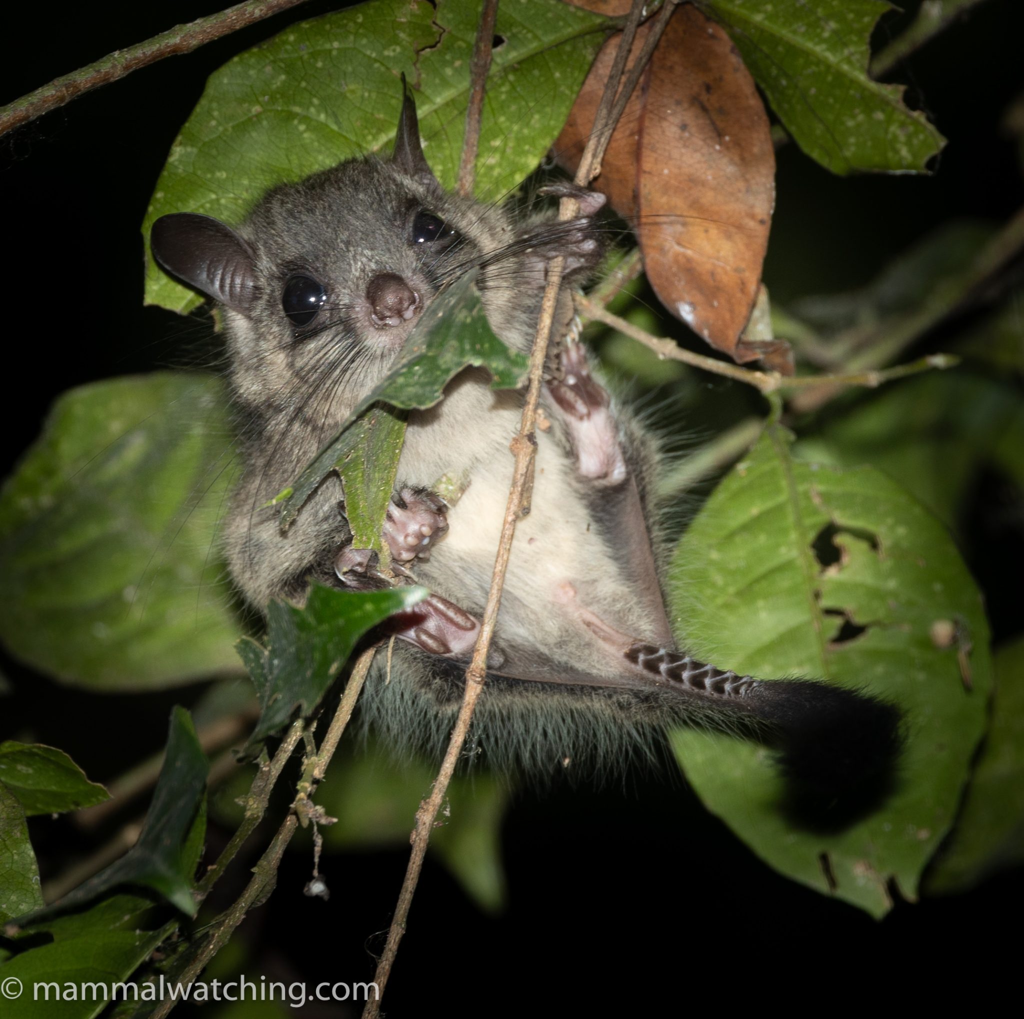 Cote D’Ivoire / Ivory Coast – Mammal Watching