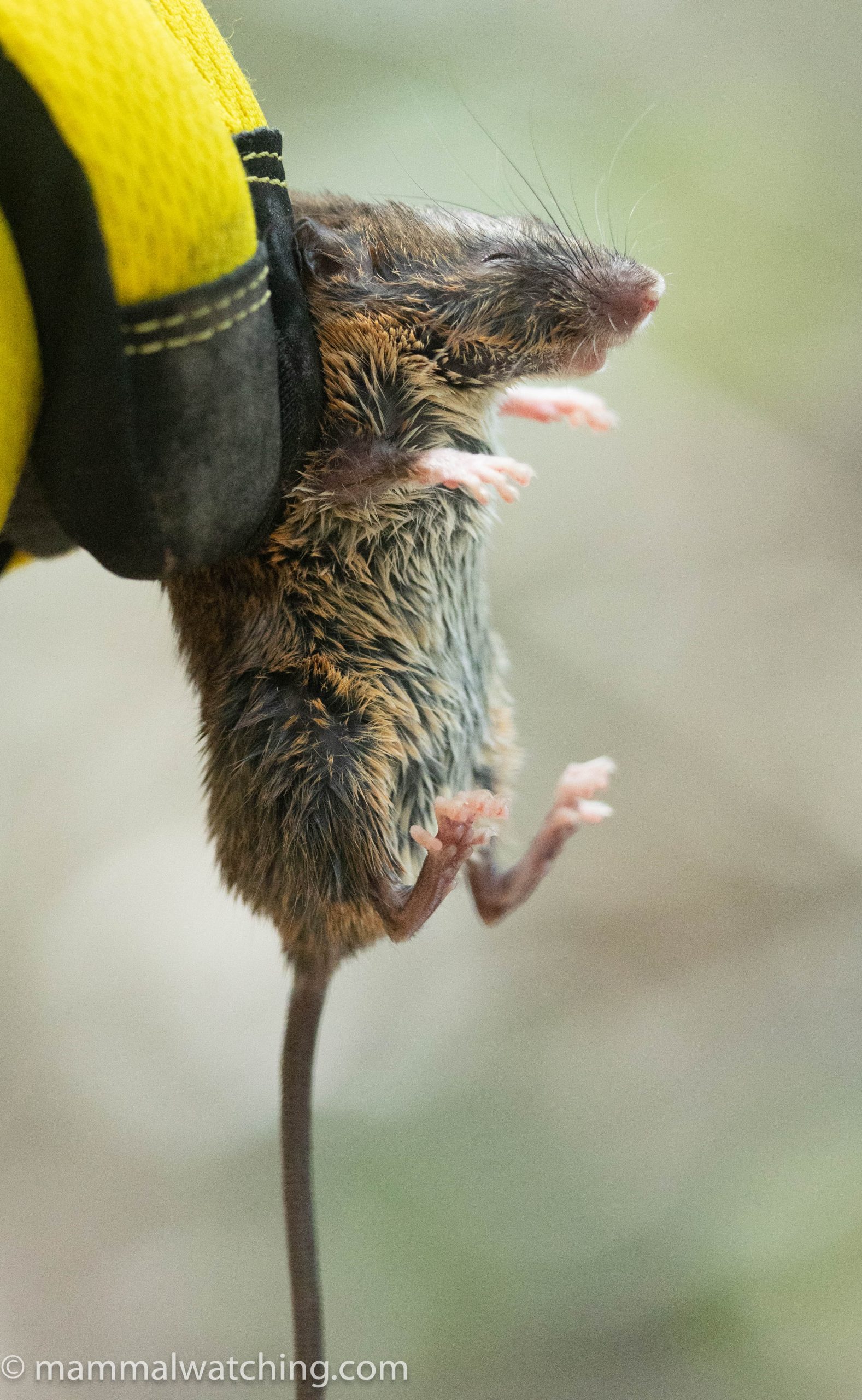 Tai National Park, Côte d’Ivoire, 2024 – Mammal Watching