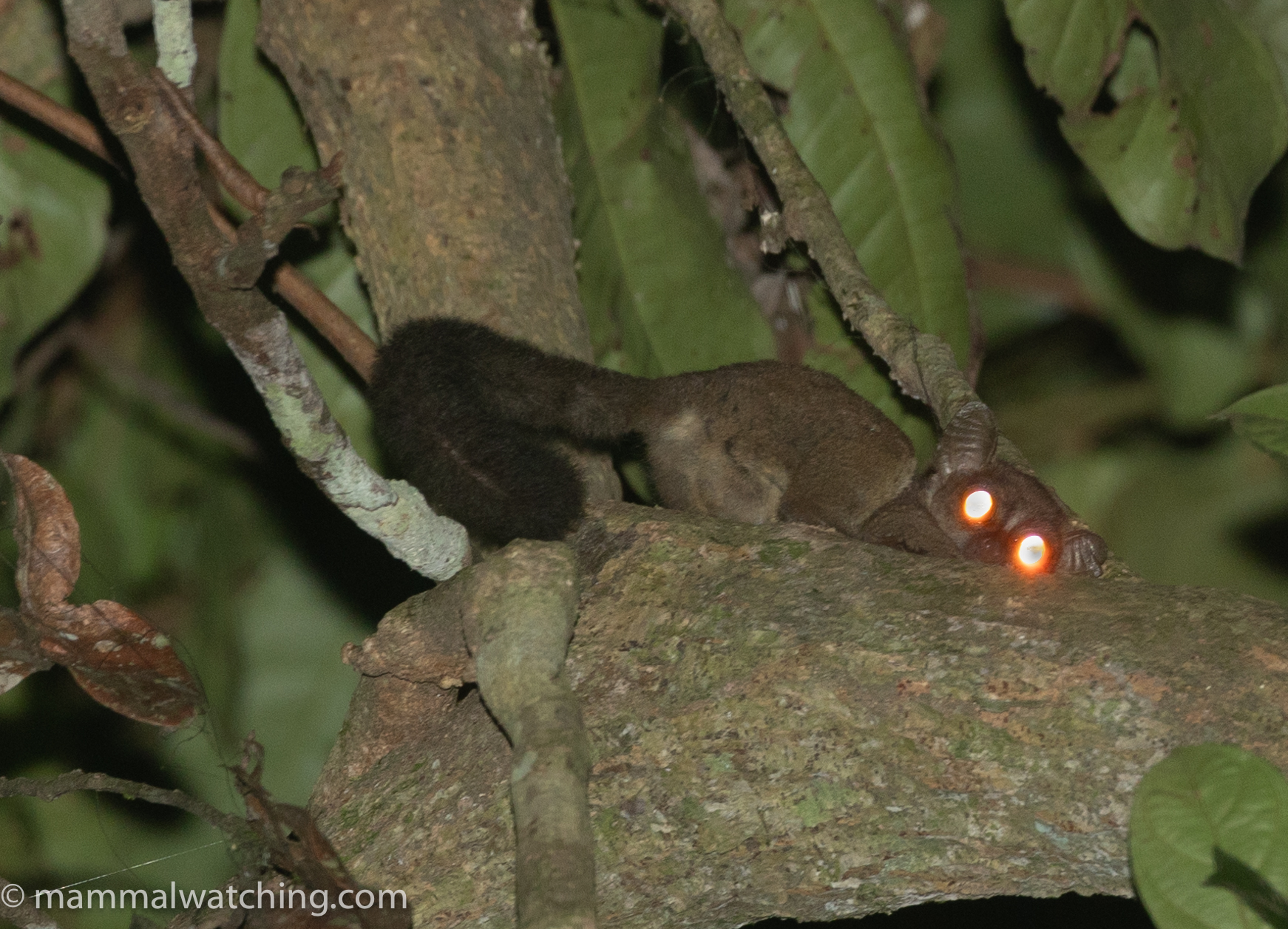Tai National Park, Côte d’Ivoire, 2024 – Mammal Watching