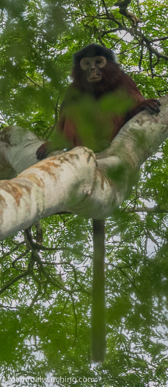 Tai National Park, Côte d’Ivoire, 2024 – Mammal Watching