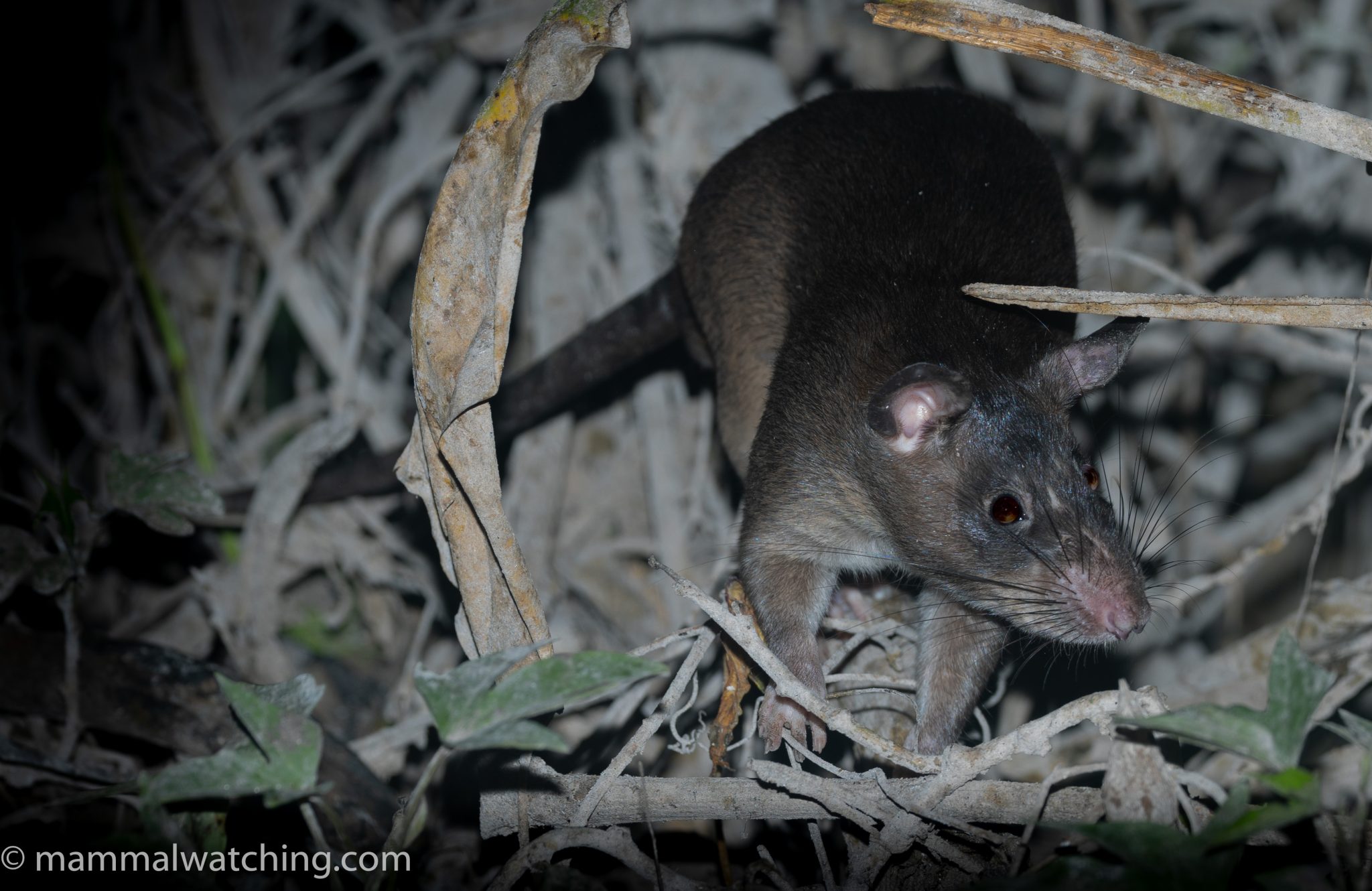 Tai National Park, Côte d’Ivoire, 2024 – Mammal Watching