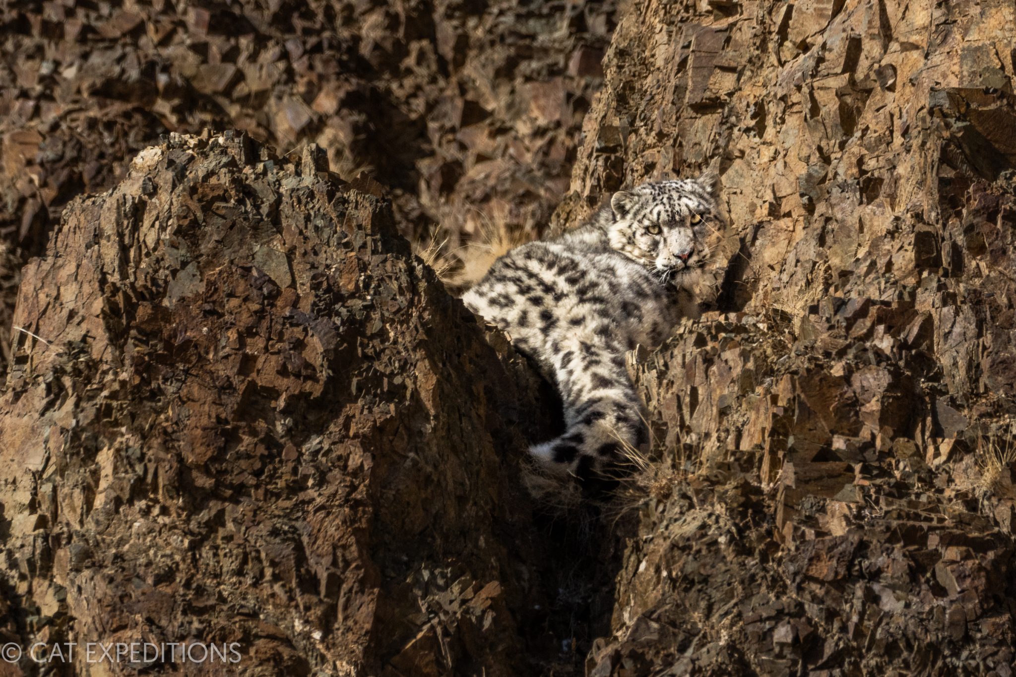 Snow Leopards of Mongolia 2024 – Exploratory Trip Report – Mammal Watching