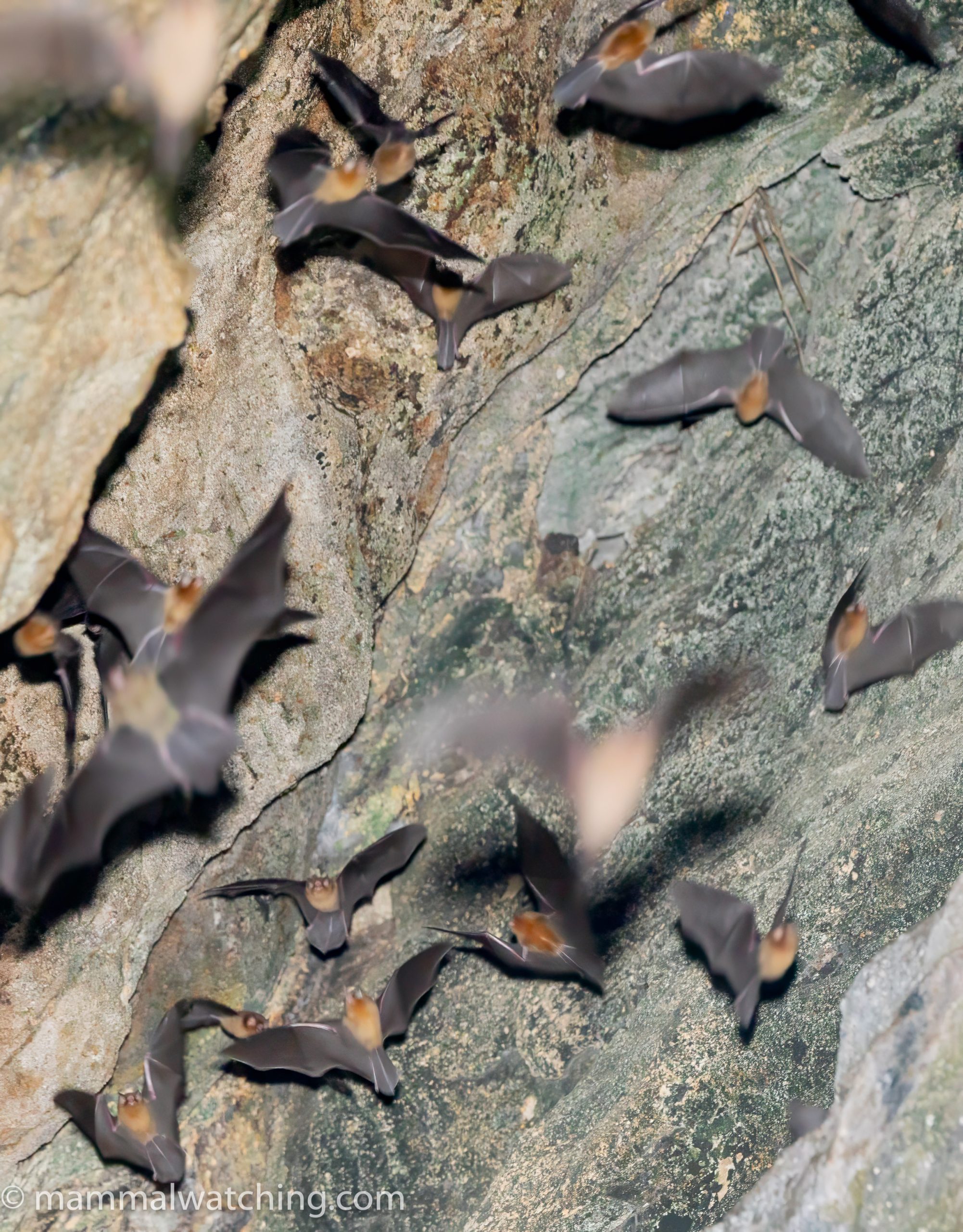 Chiapas and Oaxaca, 2024: on the trail of the Tehuantepec Jackrabbit – Mammal Watching