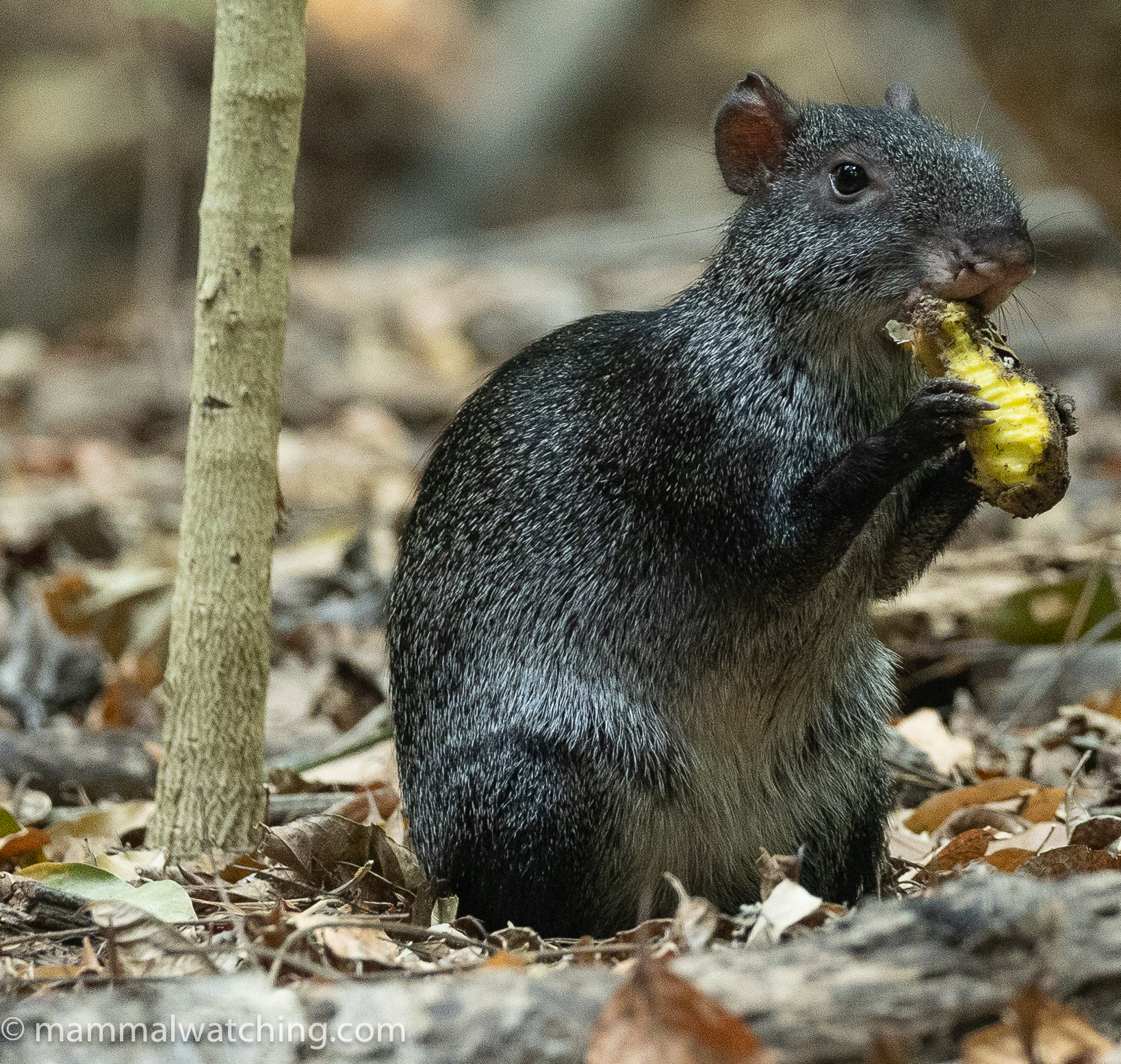 Mexico – Mammal Watching