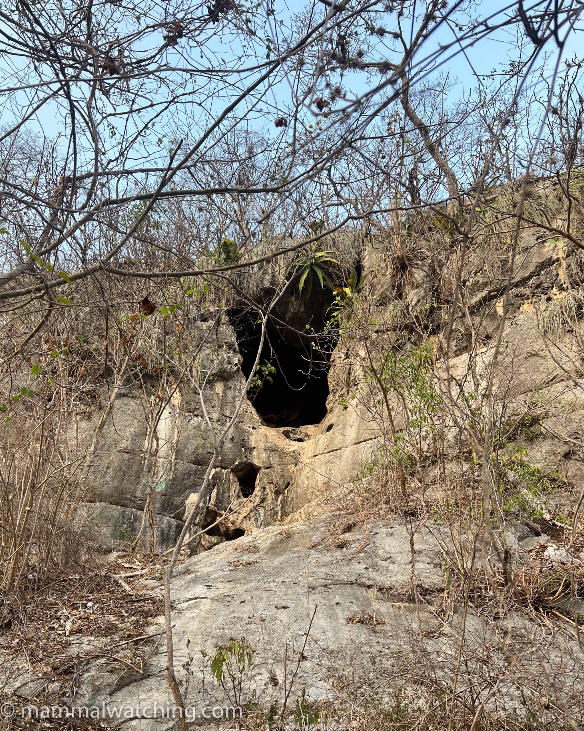 Chiapas and Oaxaca, 2024: on the trail of the Tehuantepec Jackrabbit ...