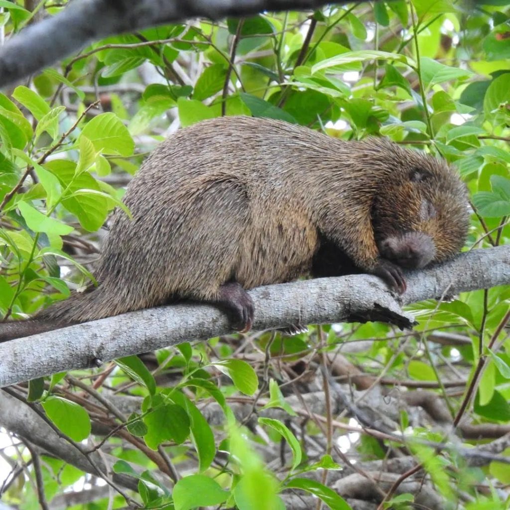 The Bristle-spined Porcupine ( Chaetomys subspinosus) and Northern ...
