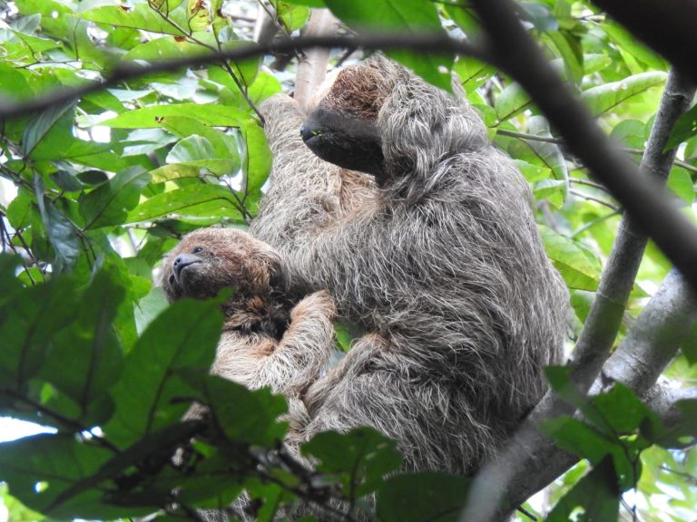 The Bristle-spined Porcupine ( Chaetomys subspinosus) and Northern ...