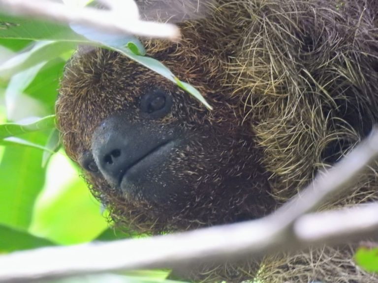 The Bristle-spined Porcupine ( Chaetomys subspinosus) and Northern ...