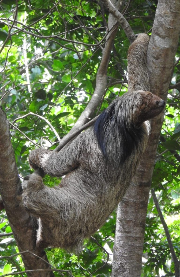 The Bristle-spined Porcupine ( Chaetomys subspinosus) and Northern ...