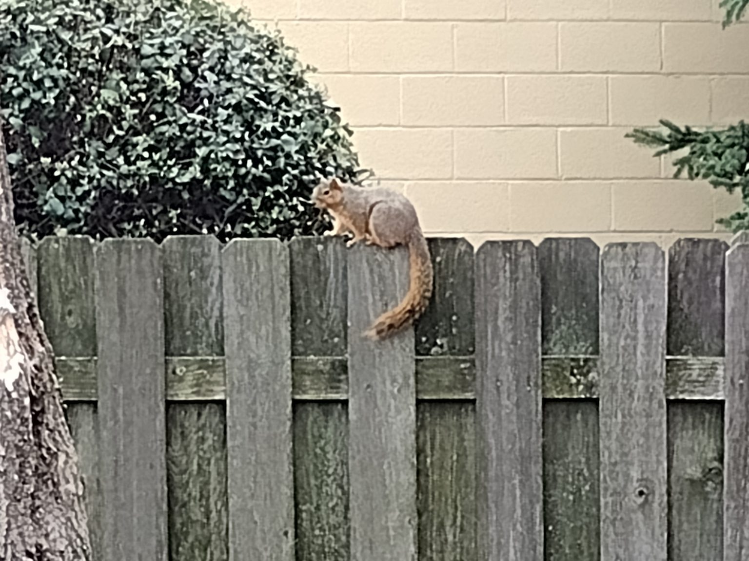 Ohio (April 2024) – Mammal Watching