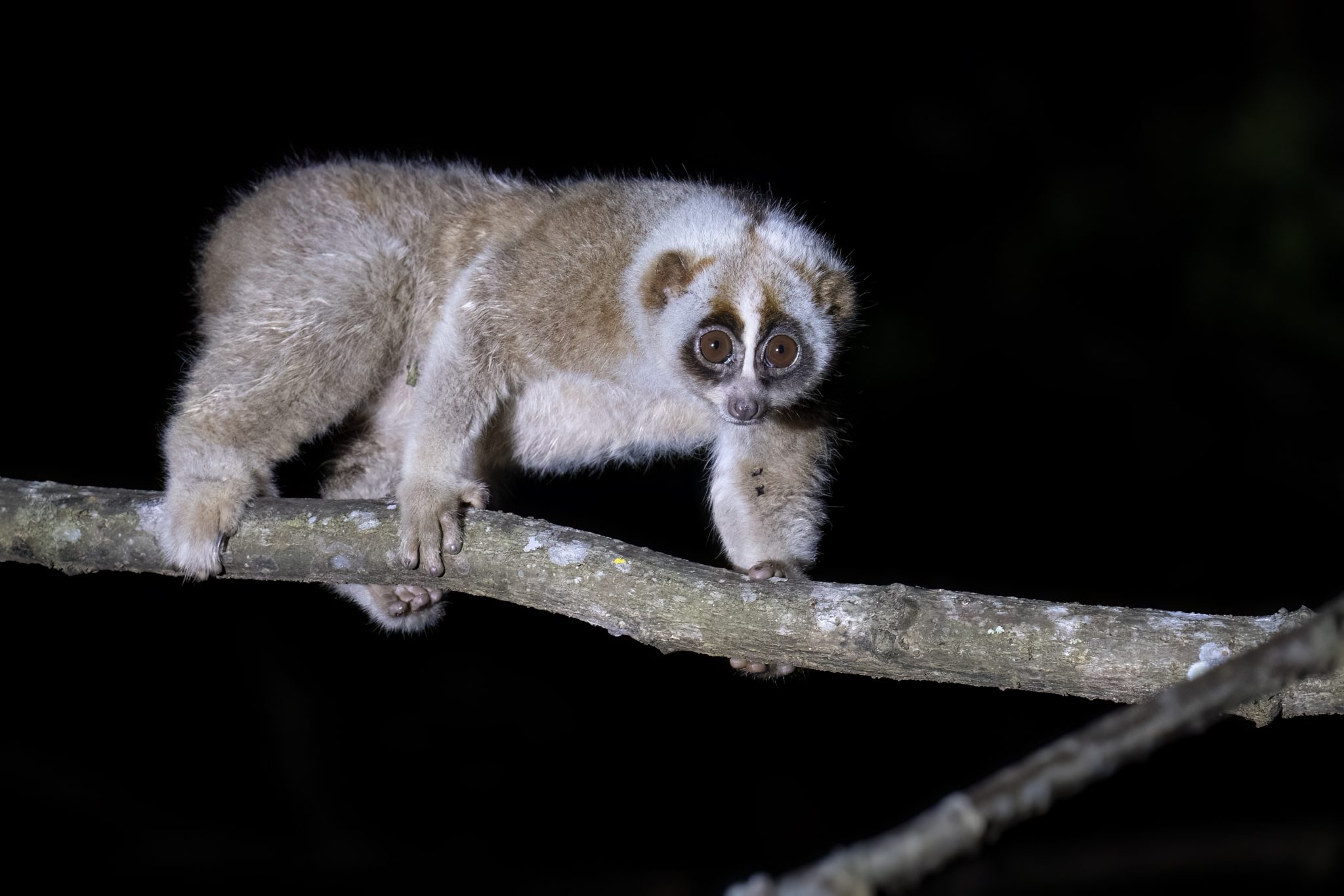 IT’S A WILD LIFE! – Trip Report Thailand Jan-Feb 2024 – Mammal Watching