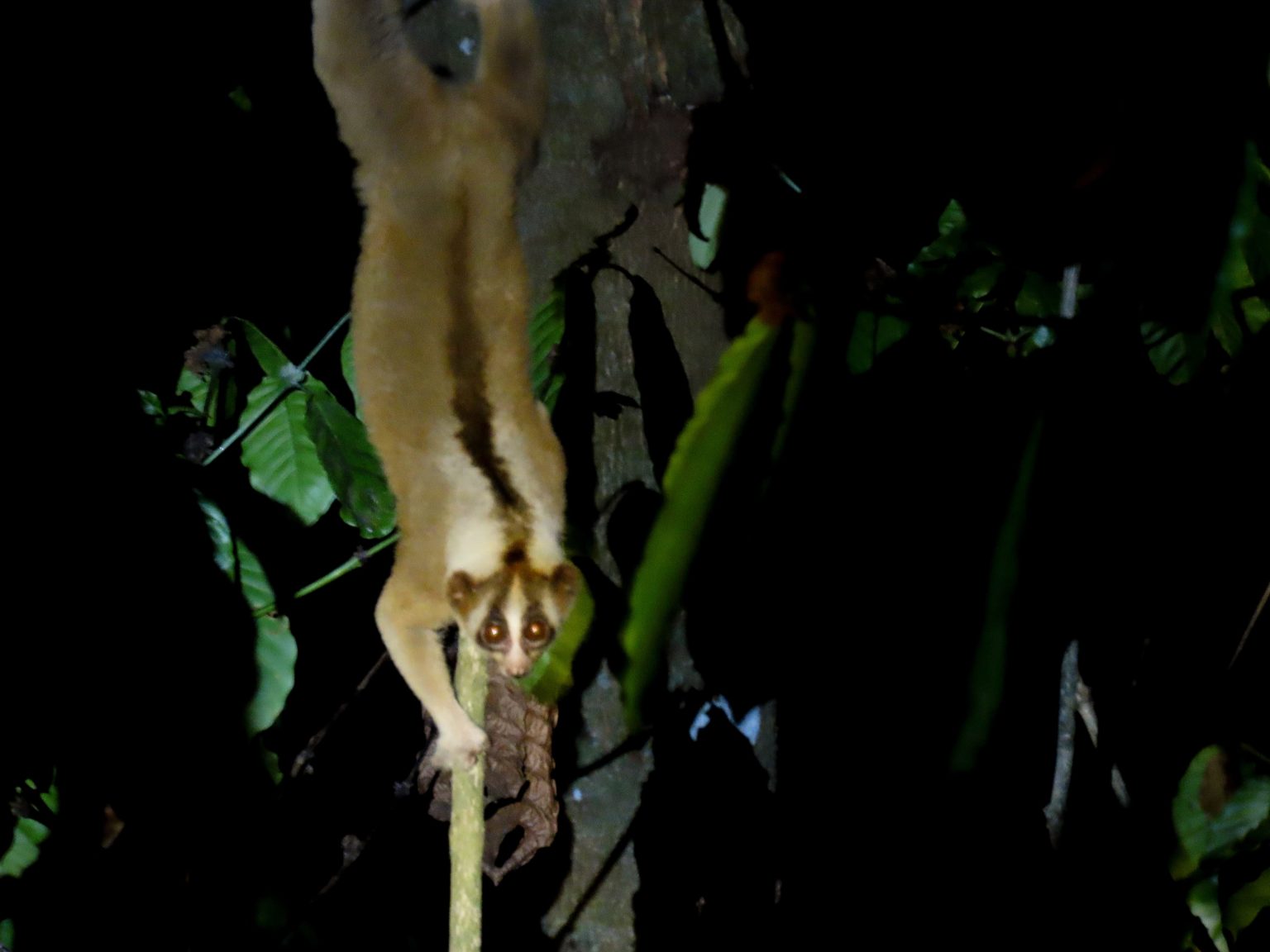 Trip Report – Sumatra & Java Wildlife Exploration – Royle Safaris ...