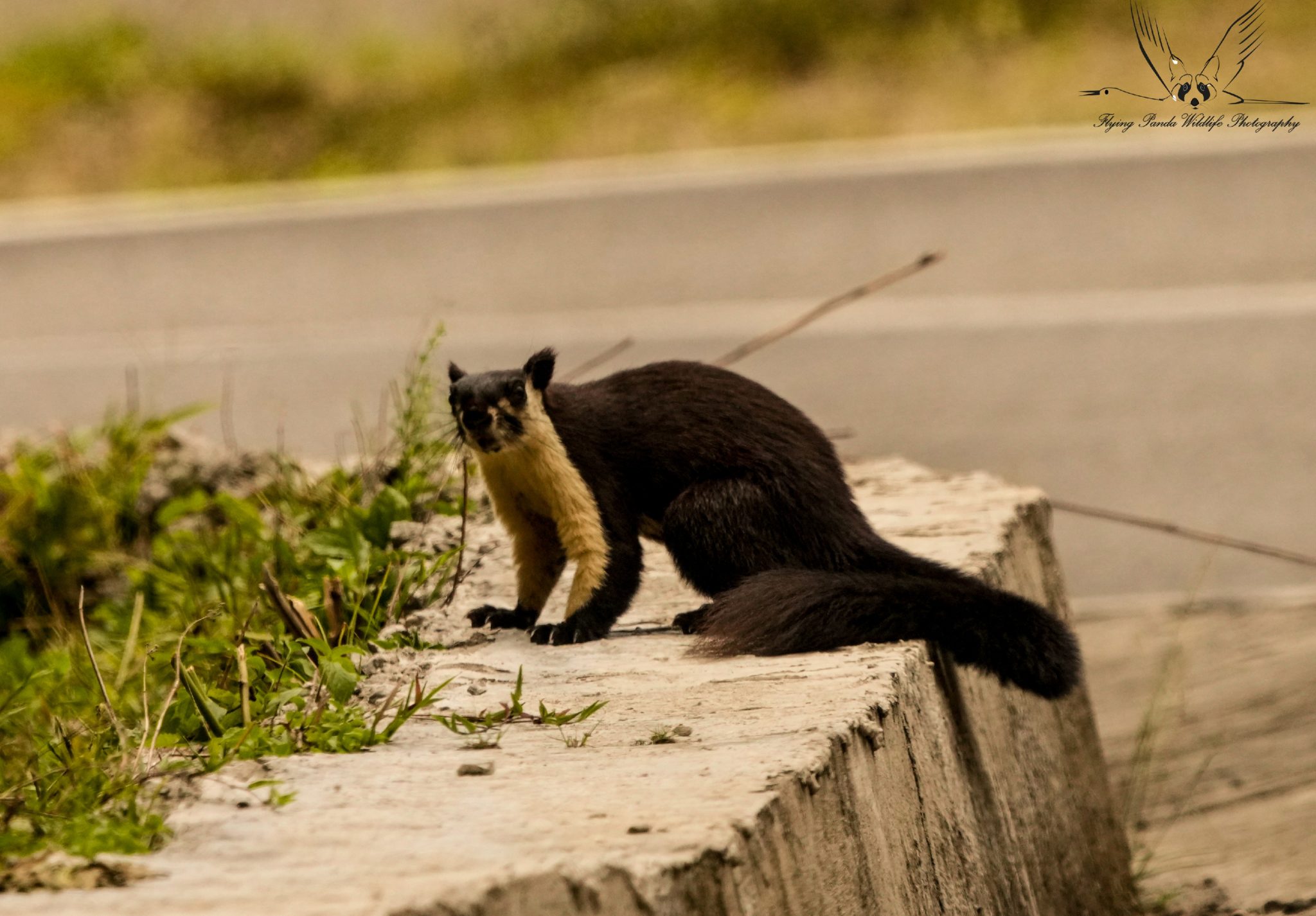 Recent trip in Jumotsjamgkha Wildlife Sanctuary, Bhutan – Mammal Watching